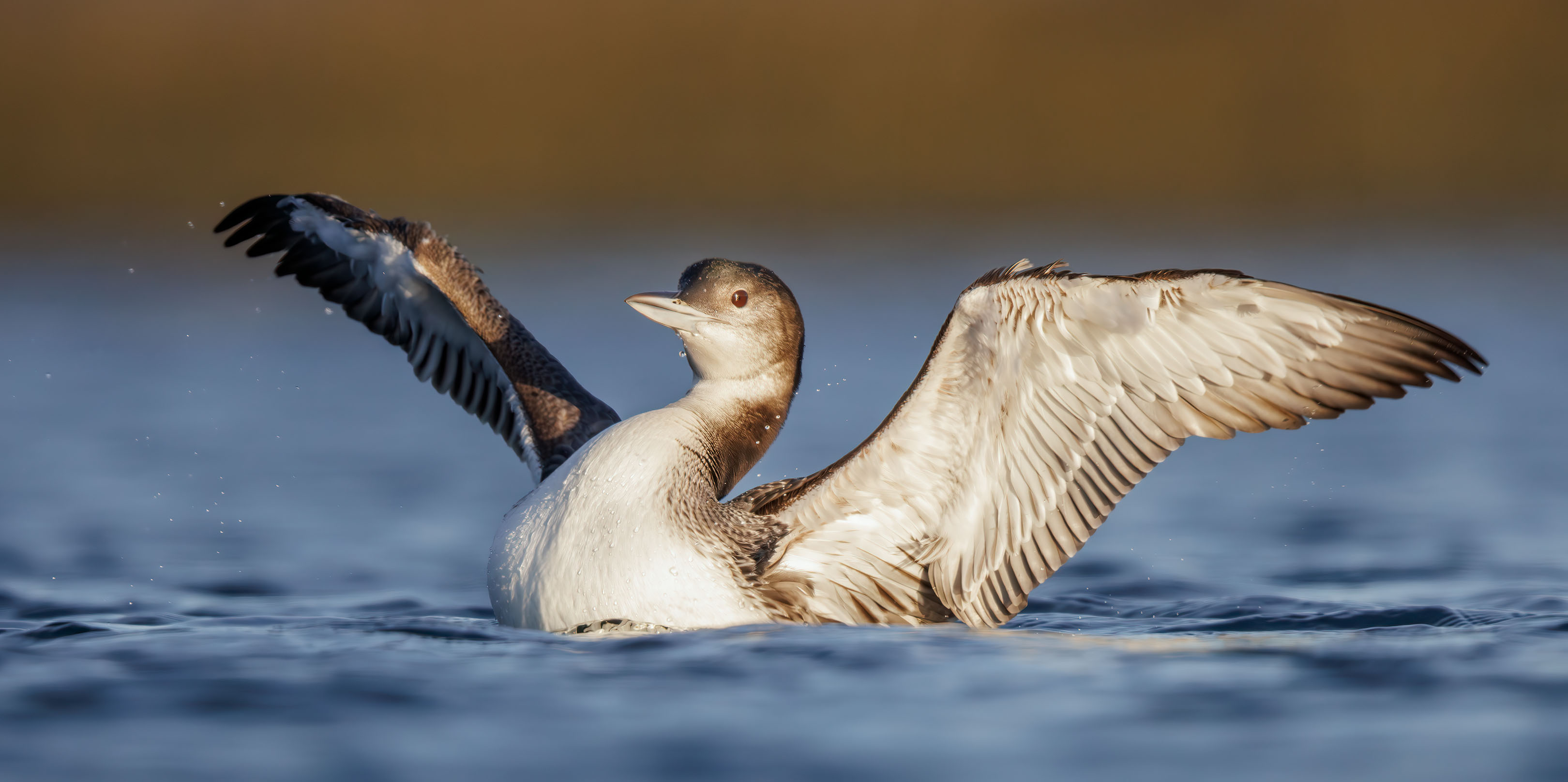 Great Northern Diver by Nick Clayton - BirdGuides