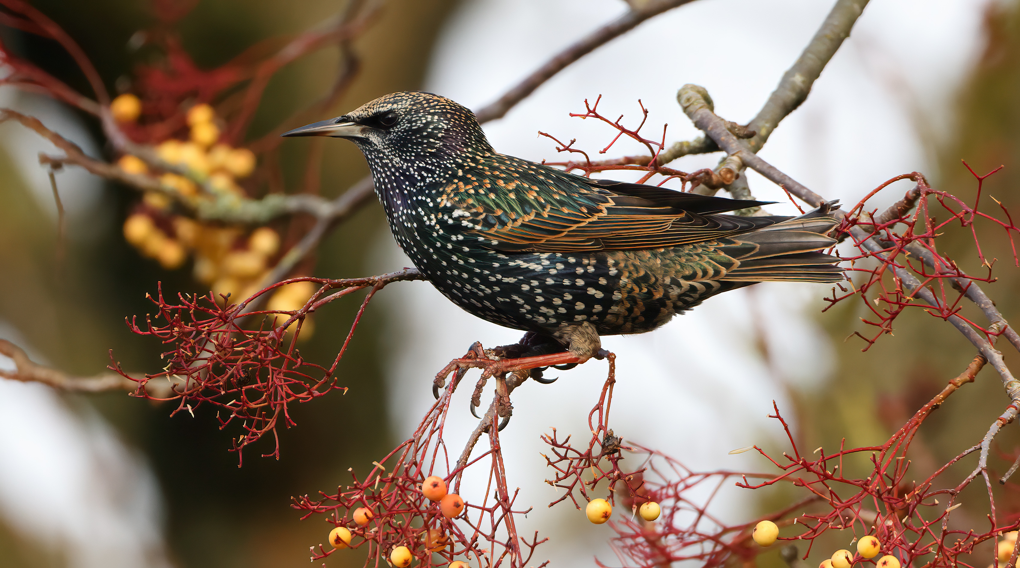 Common Starling by Glyn Sellors - BirdGuides