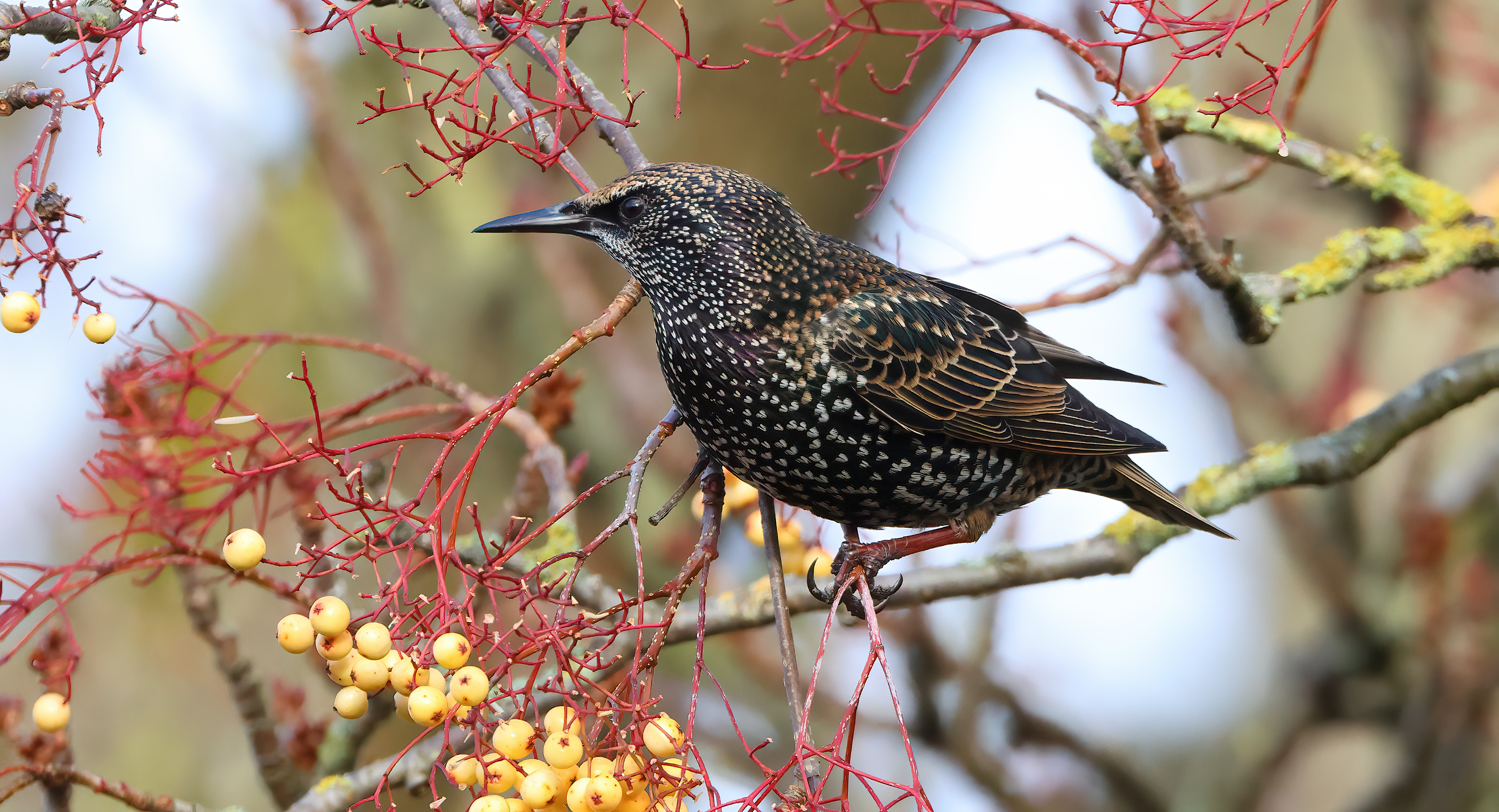 RSPB Big Garden Birdwatch 2024 results published - BirdGuides