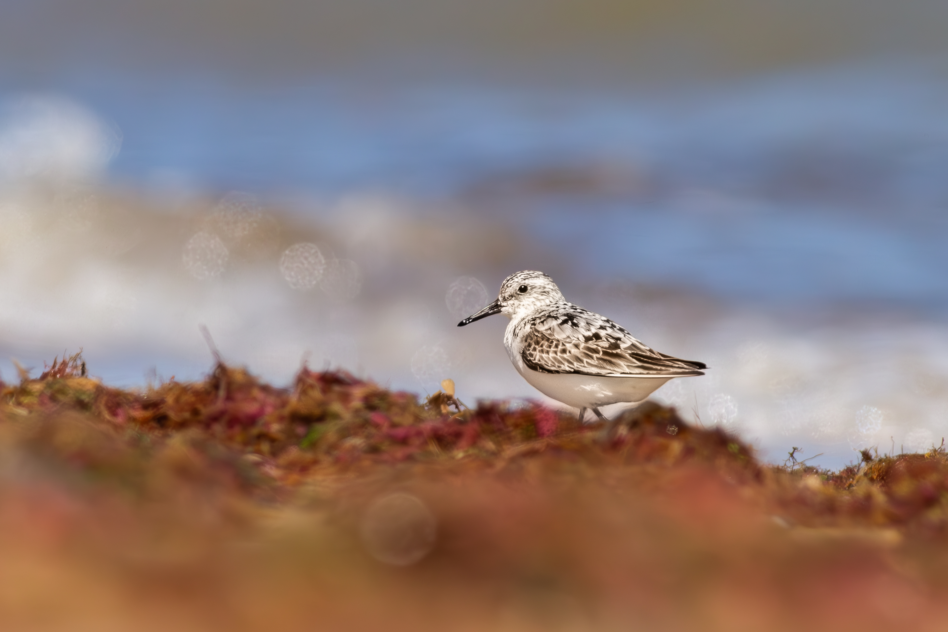 Sanderling by Benji Stedman - BirdGuides