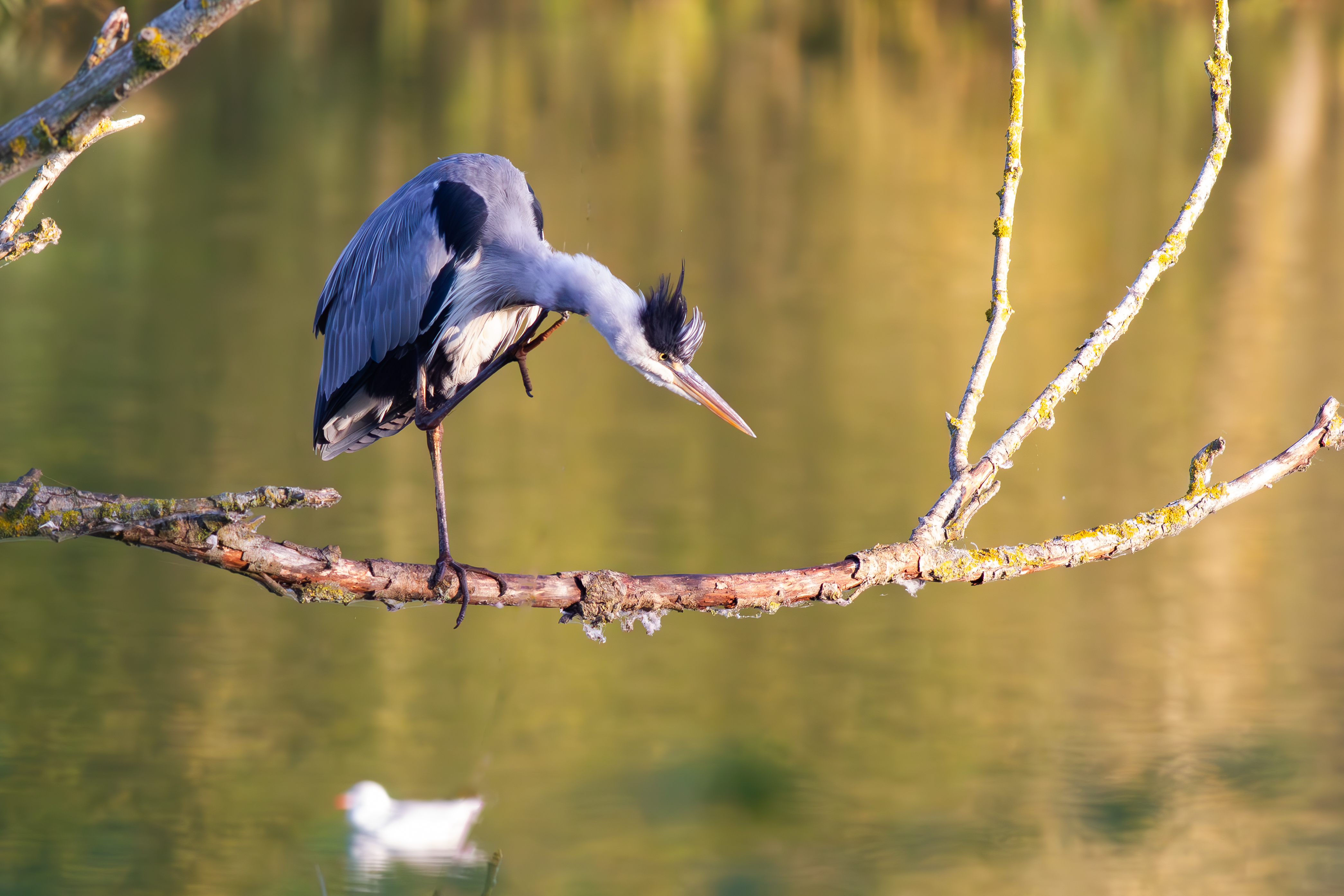Grey Heron by Benji Stedman - BirdGuides
