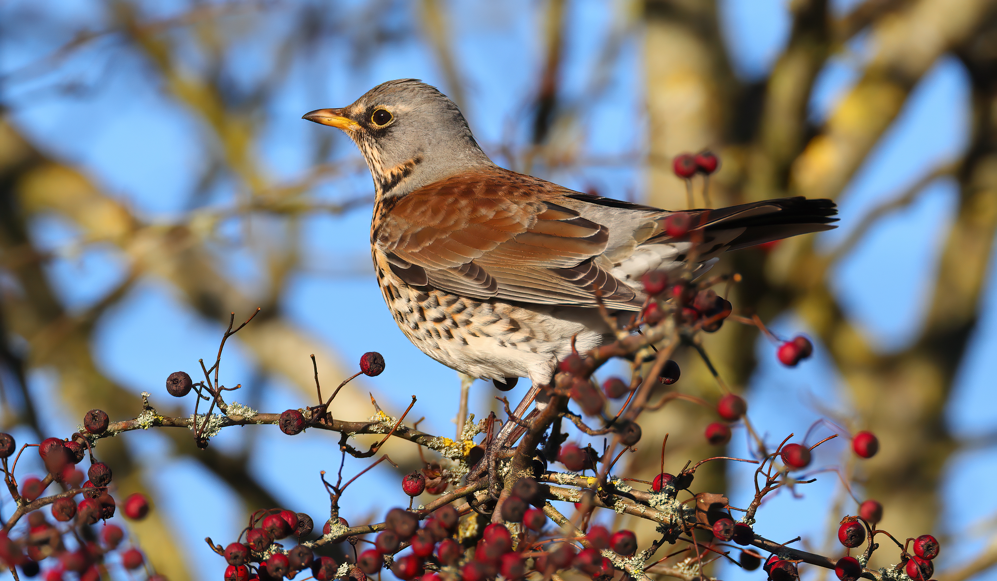 Fieldfare by Glyn Sellors - BirdGuides