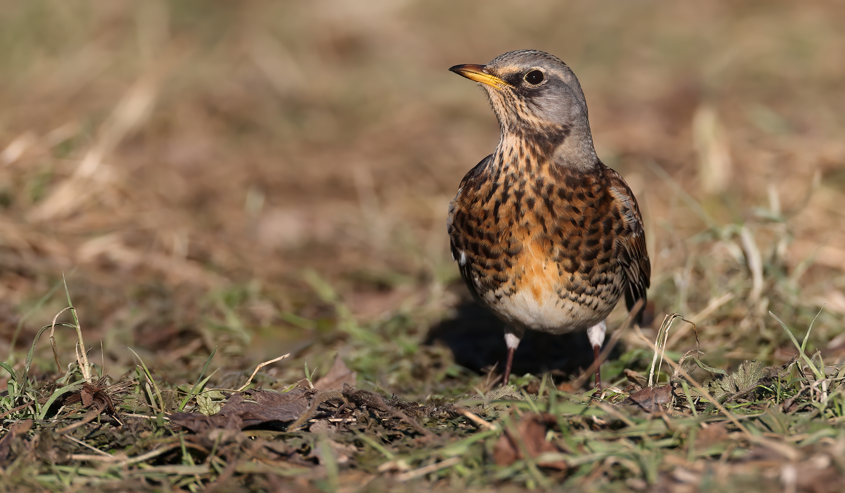 Fieldfare by Glyn Sellors - BirdGuides