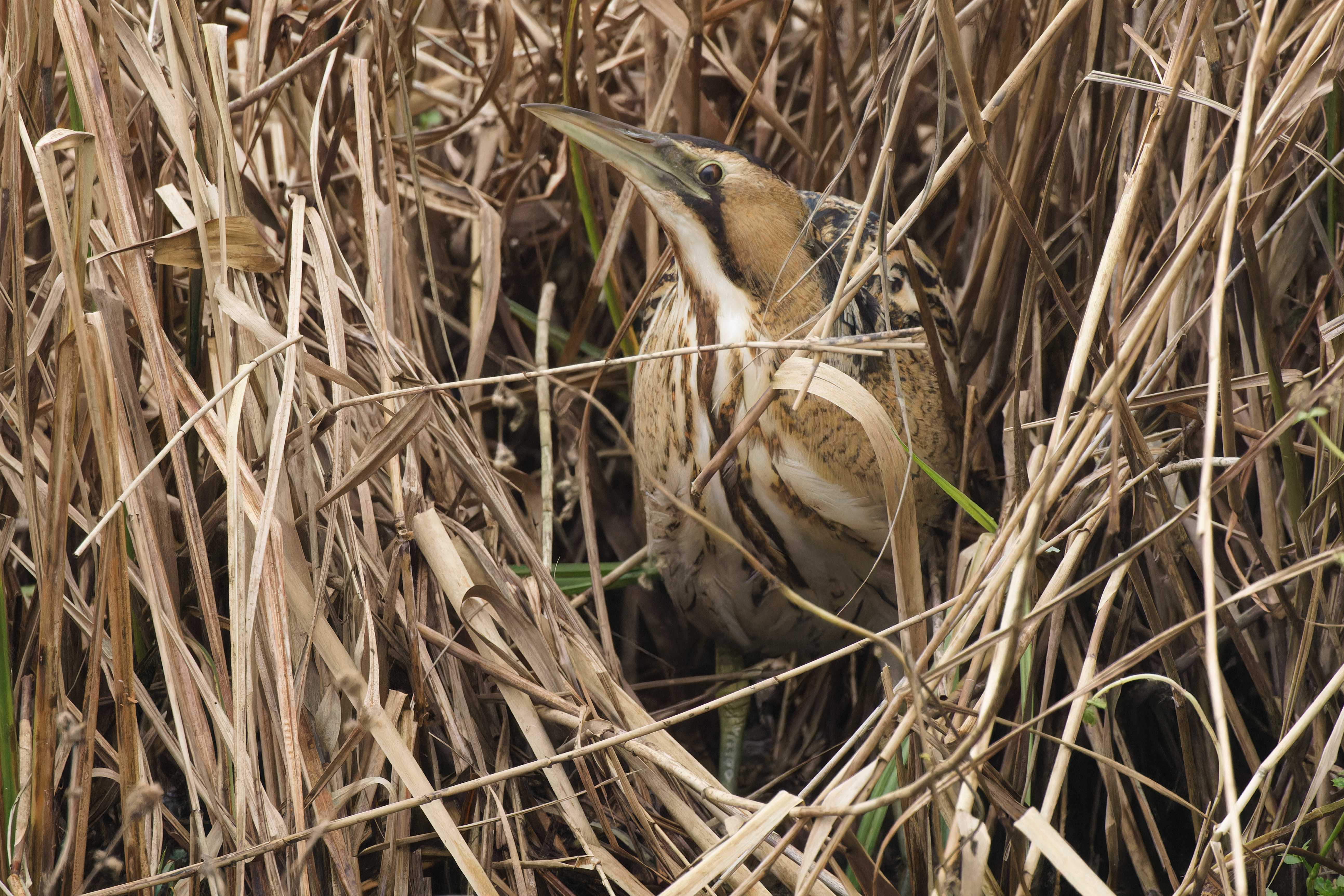 Eurasian Bittern by Matthew Mellor - BirdGuides