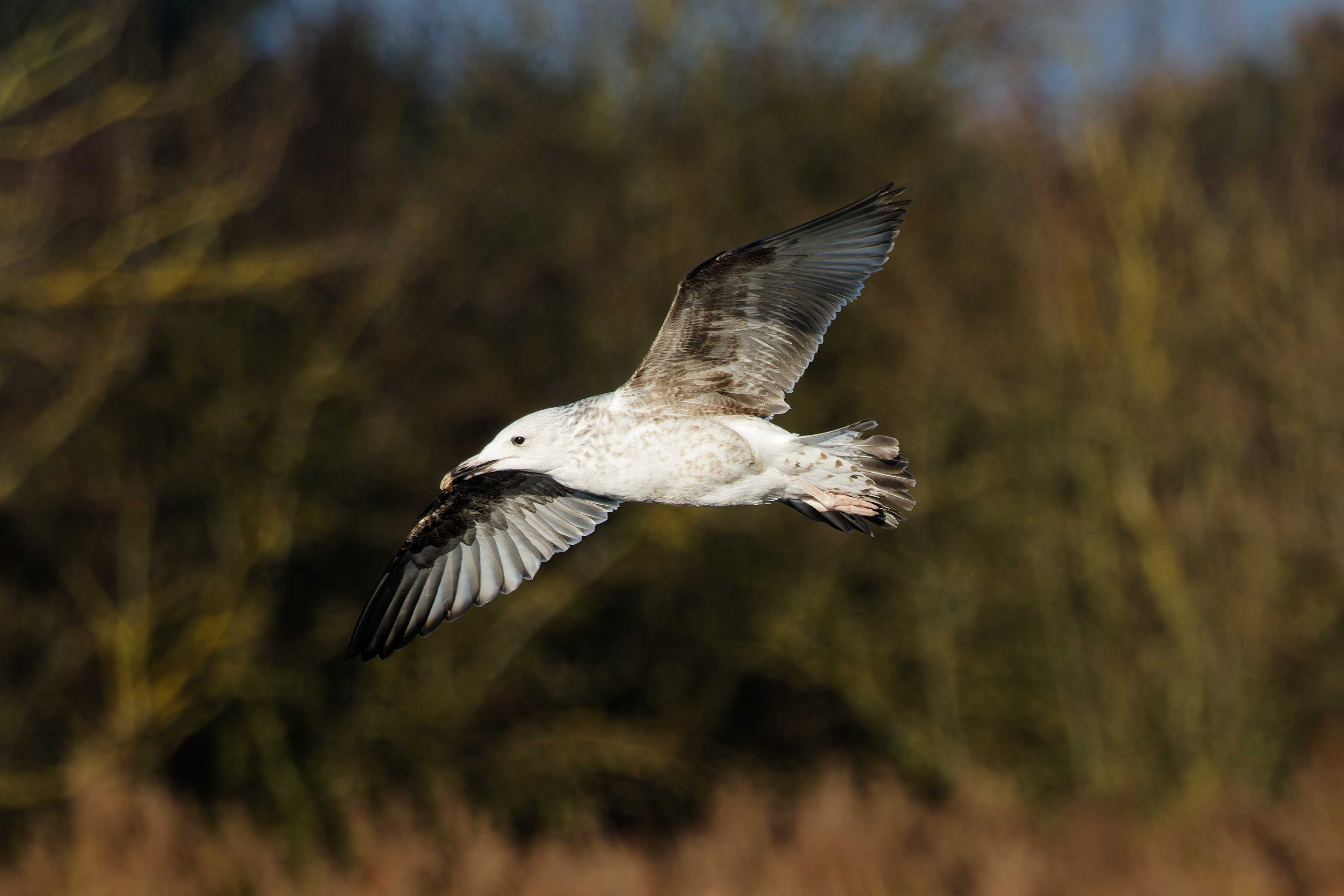 Caspian Gull by Matthew Mellor - BirdGuides