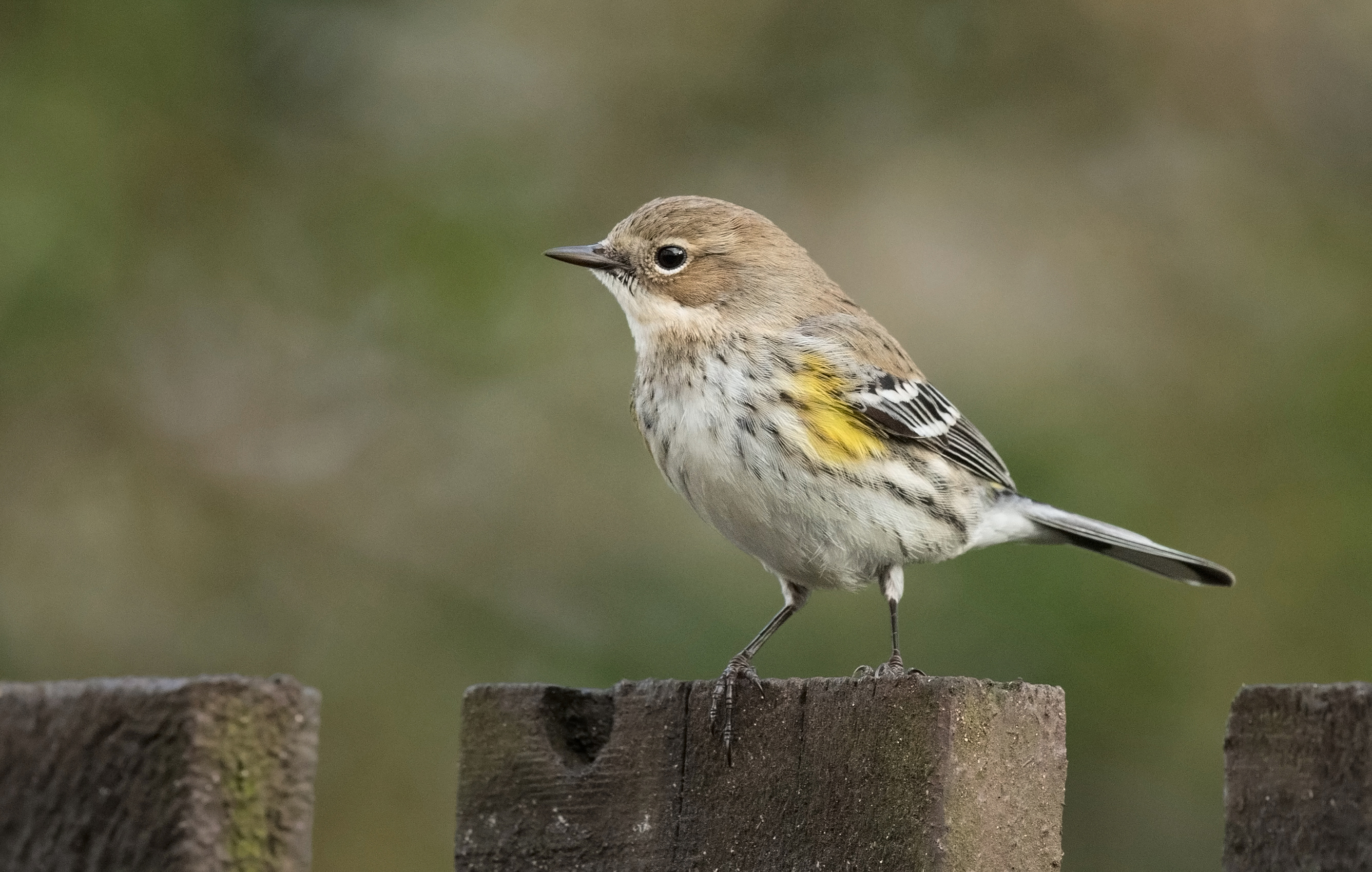 Myrtle Warbler by Paul Coombes - BirdGuides