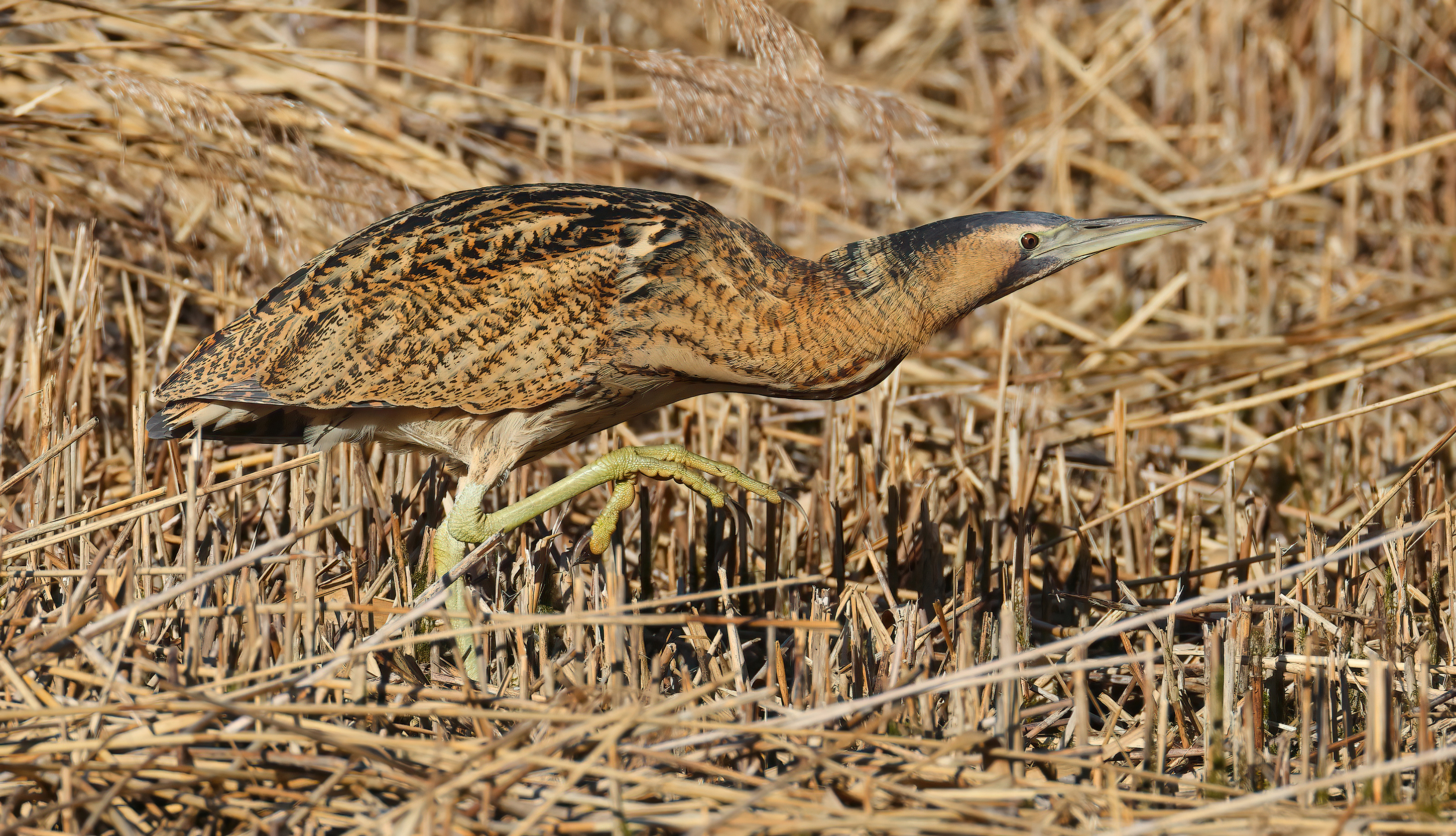 Eurasian Bittern by Glyn Sellors - BirdGuides
