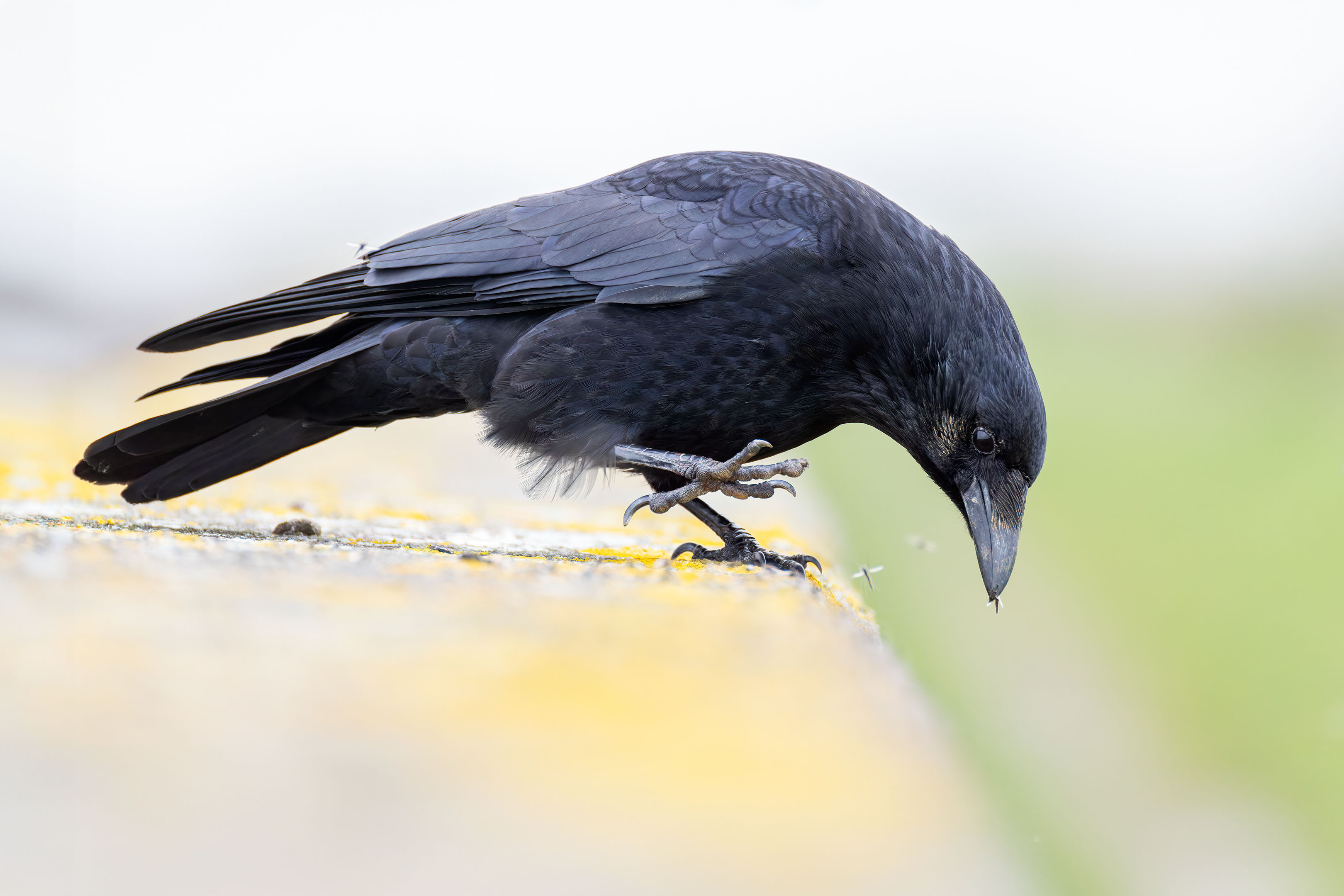 Carrion Crow by Nick Clayton - BirdGuides