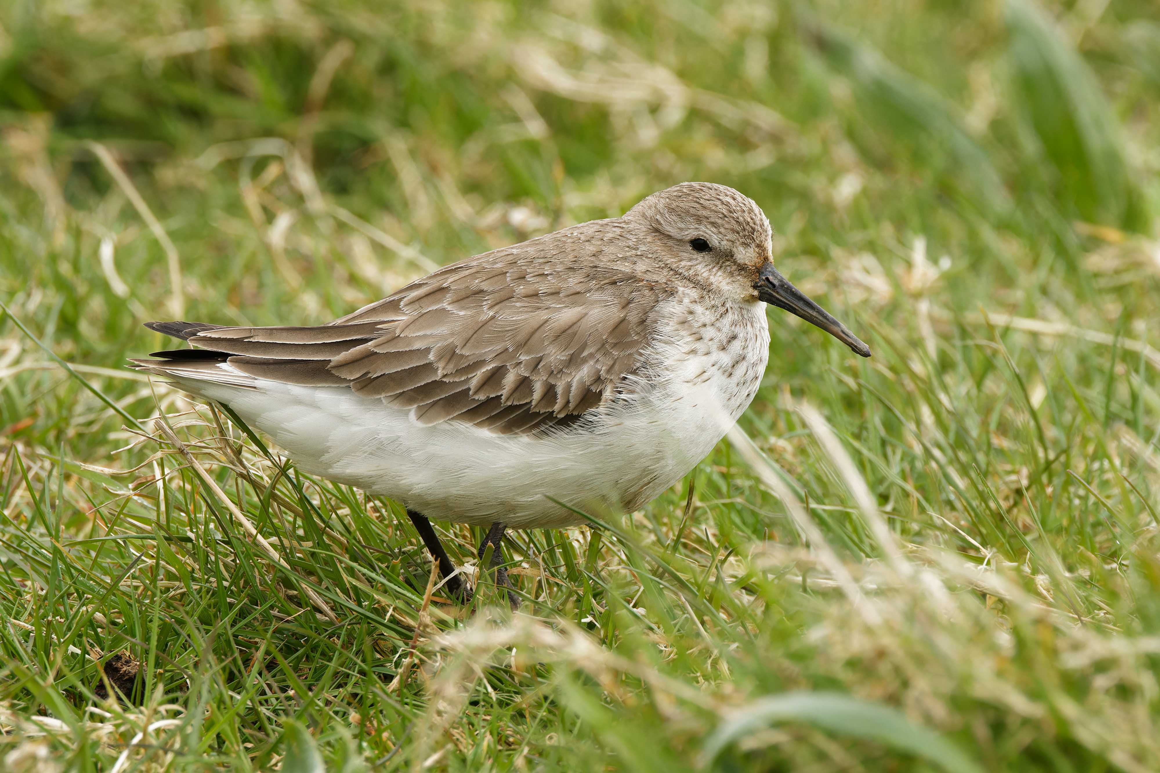 Dunlin by Matthew Mellor - BirdGuides