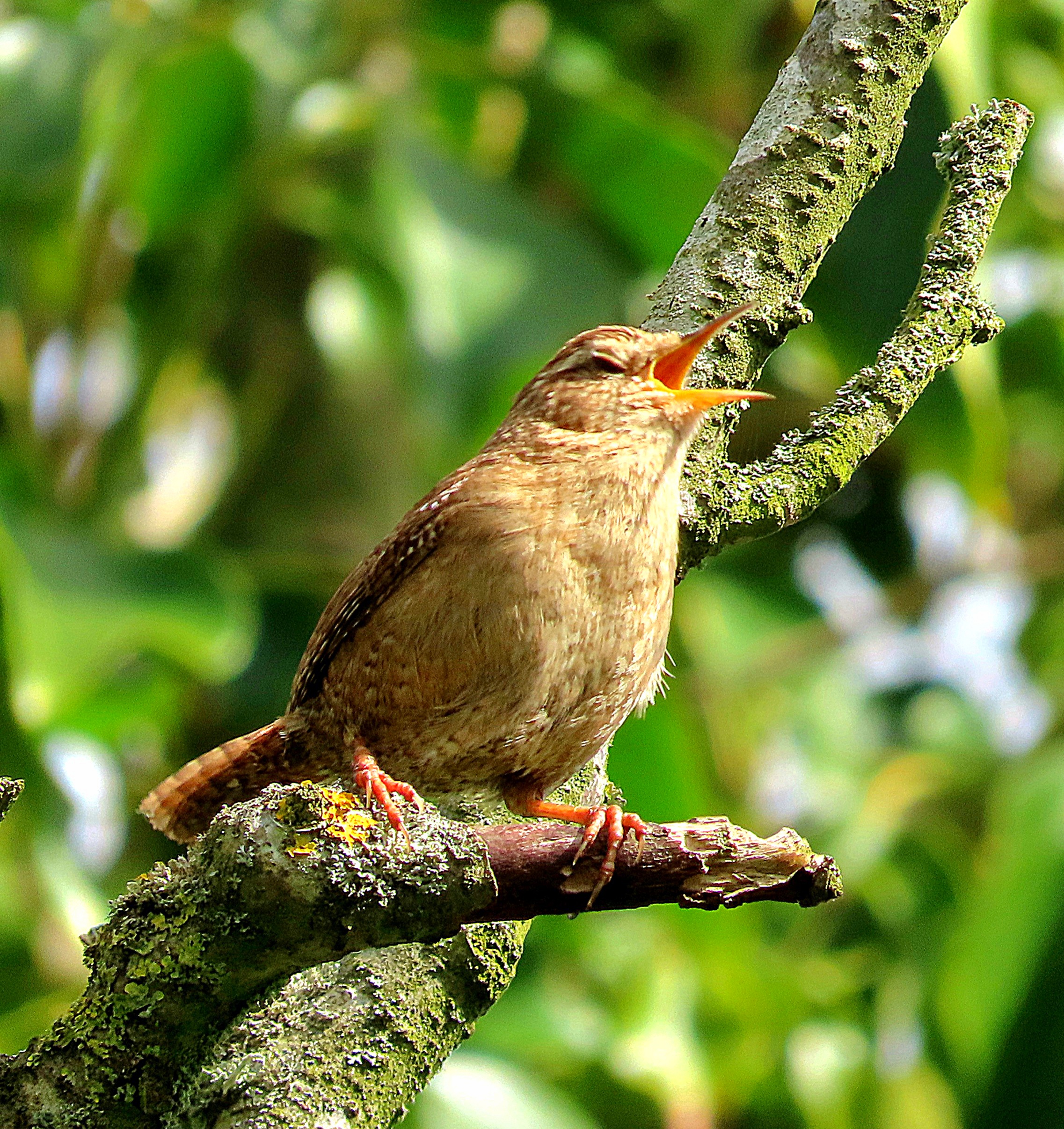 Eurasian Wren by Howard Butler - BirdGuides