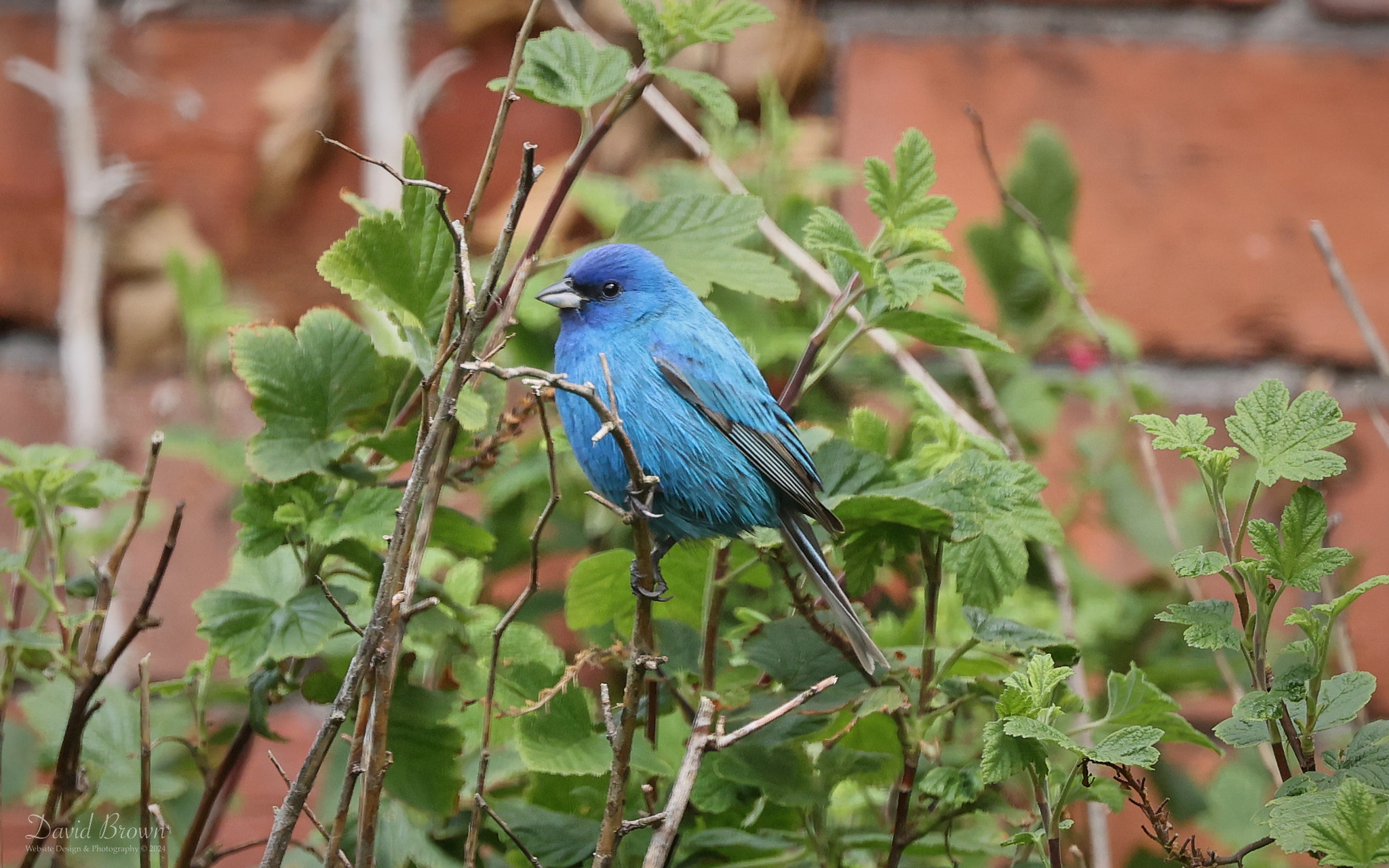 Indigo Bunting by David Brown - BirdGuides