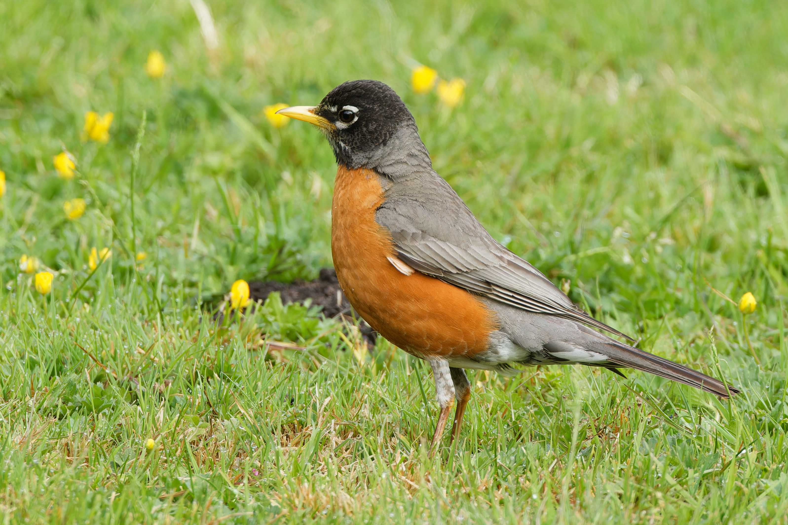 American Robin by Matthew Mellor - BirdGuides