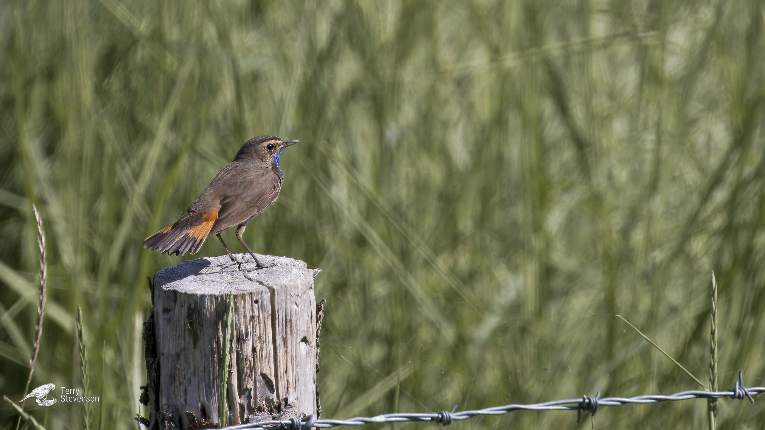 White-spotted Bluethroat by Terry Stevenson - BirdGuides