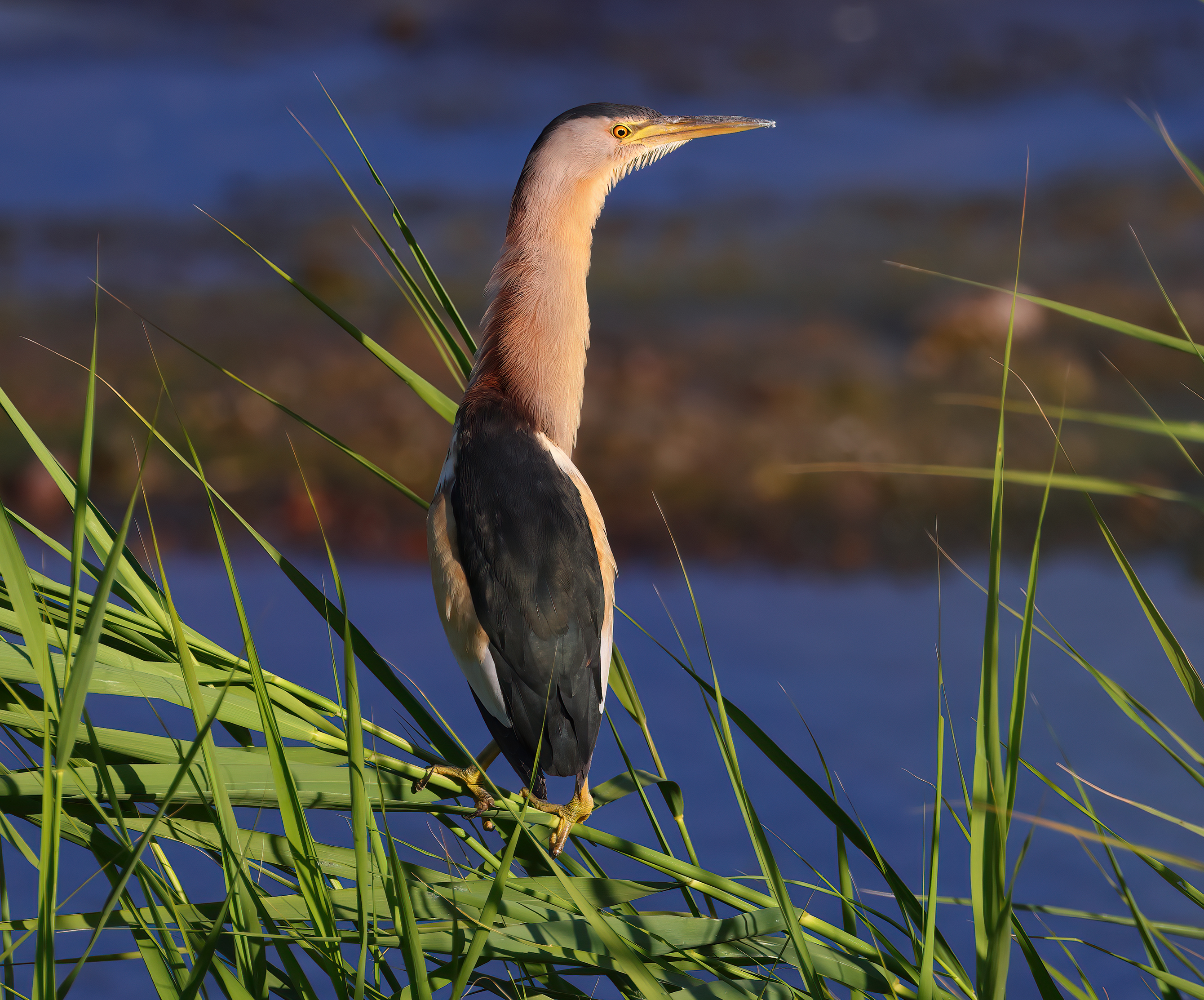Little Bittern by Glyn Sellors - BirdGuides