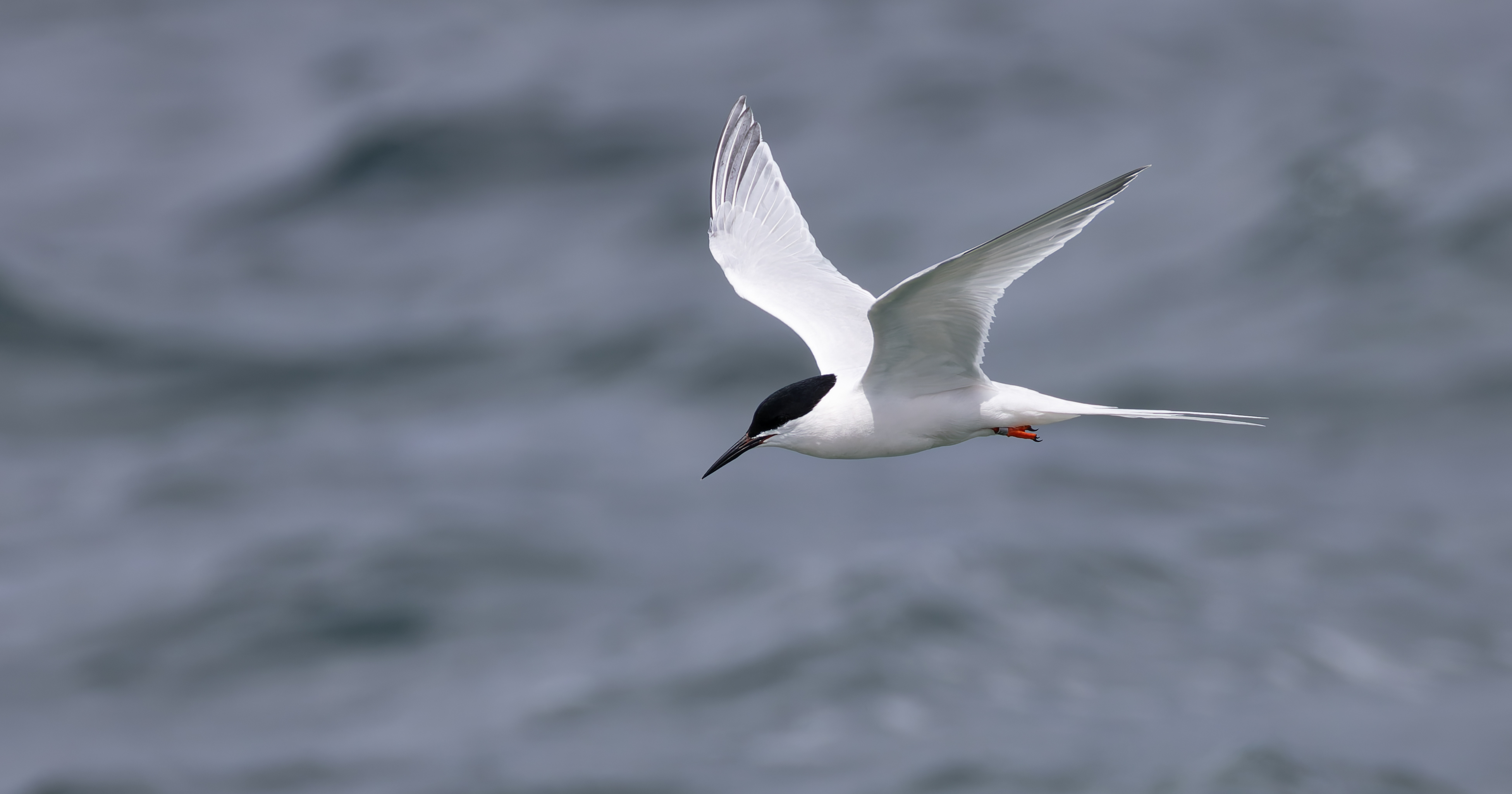 New tern island built at Saltholme RSPB - BirdGuides