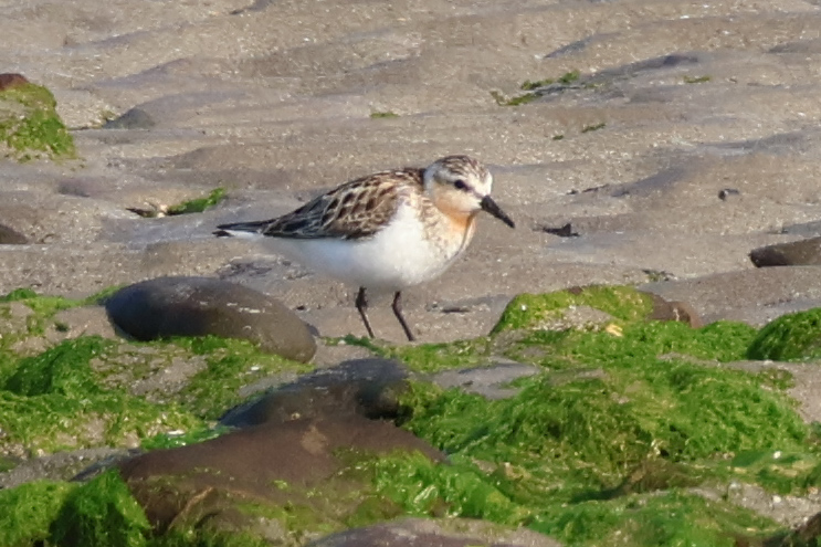 Rarity finders: Red-necked Stint in Co Cork - BirdGuides
