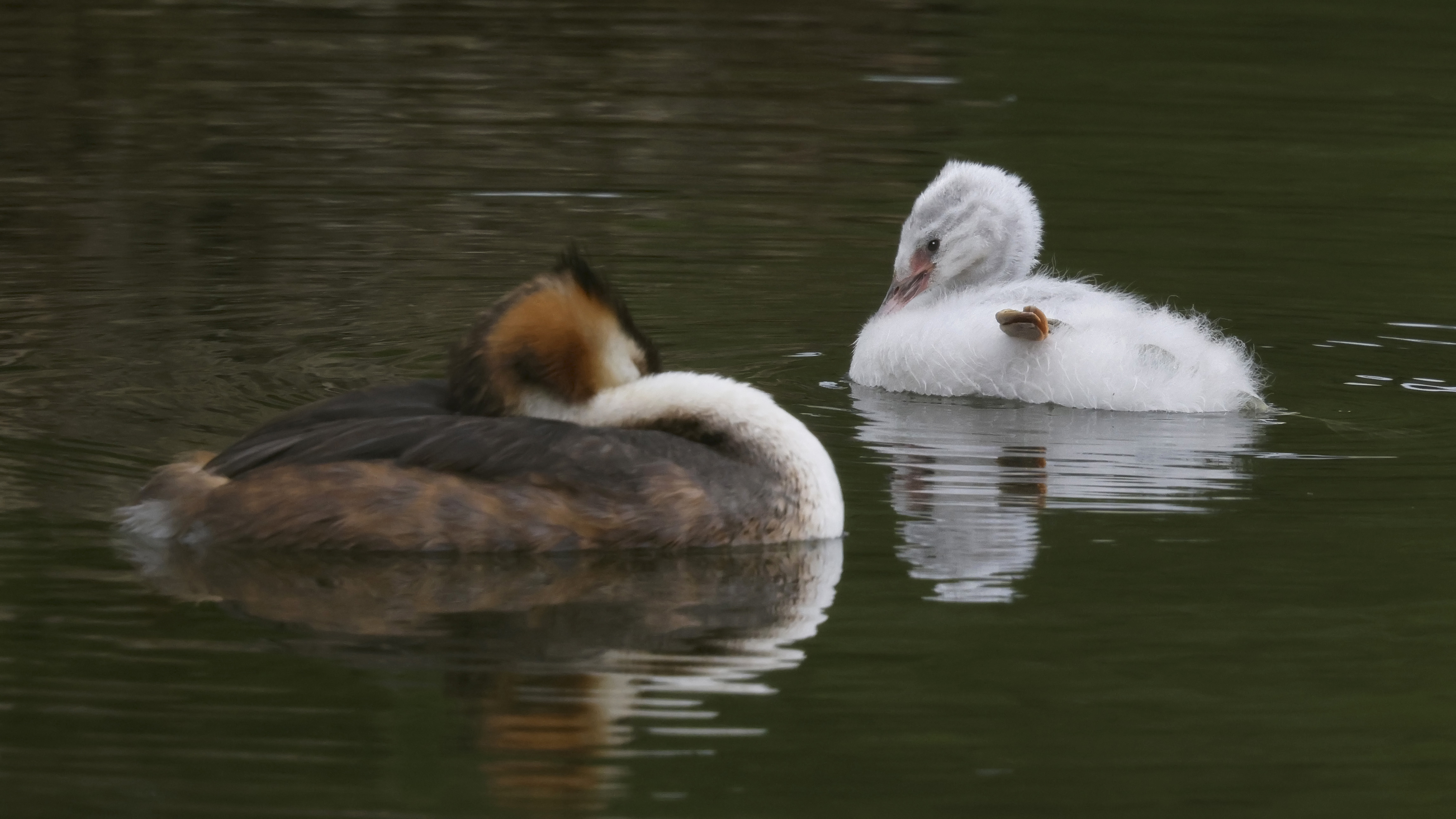 Great Crested Grebe by Paul Coombes - BirdGuides