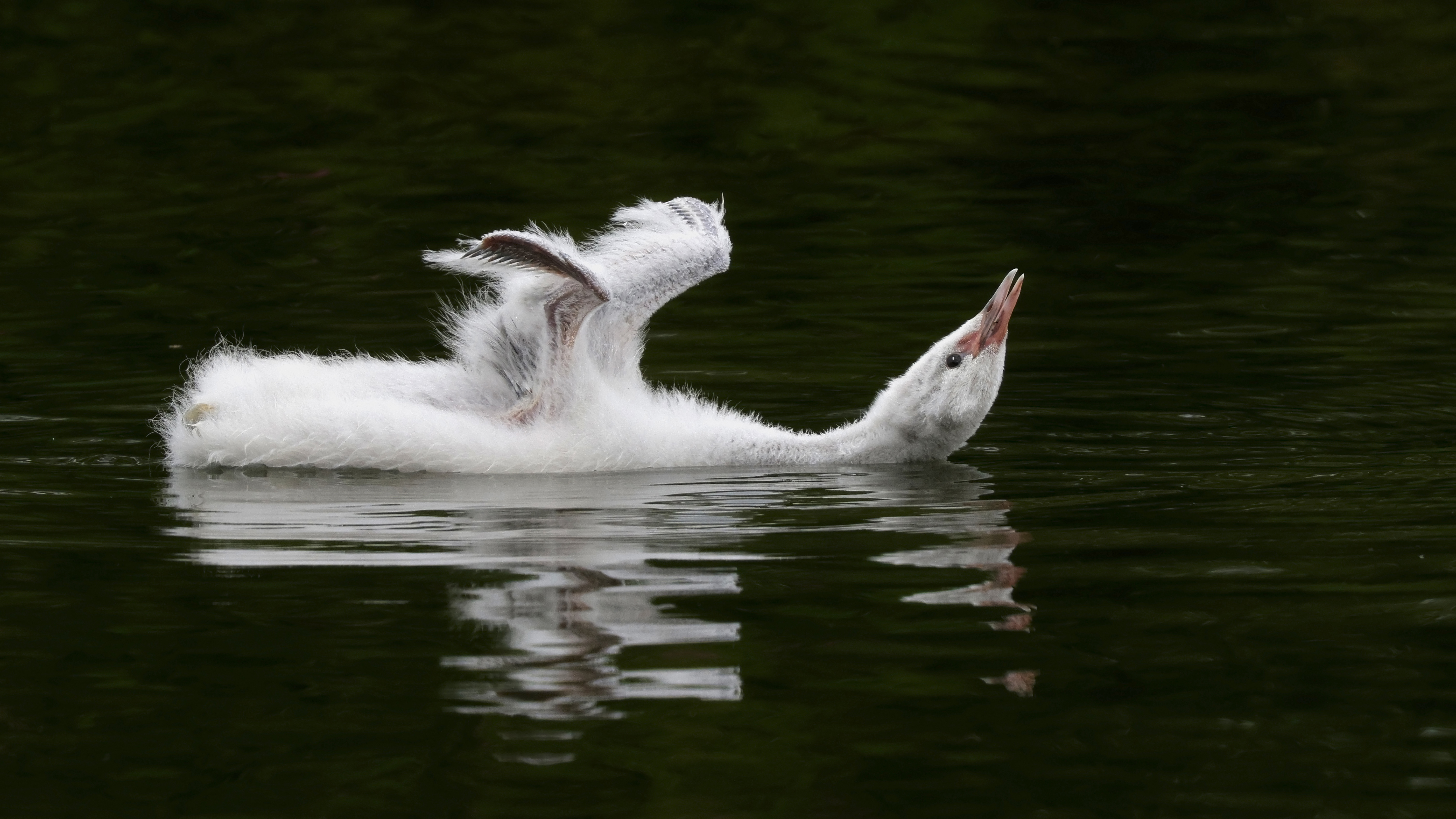 Great Crested Grebe by Paul Coombes - BirdGuides