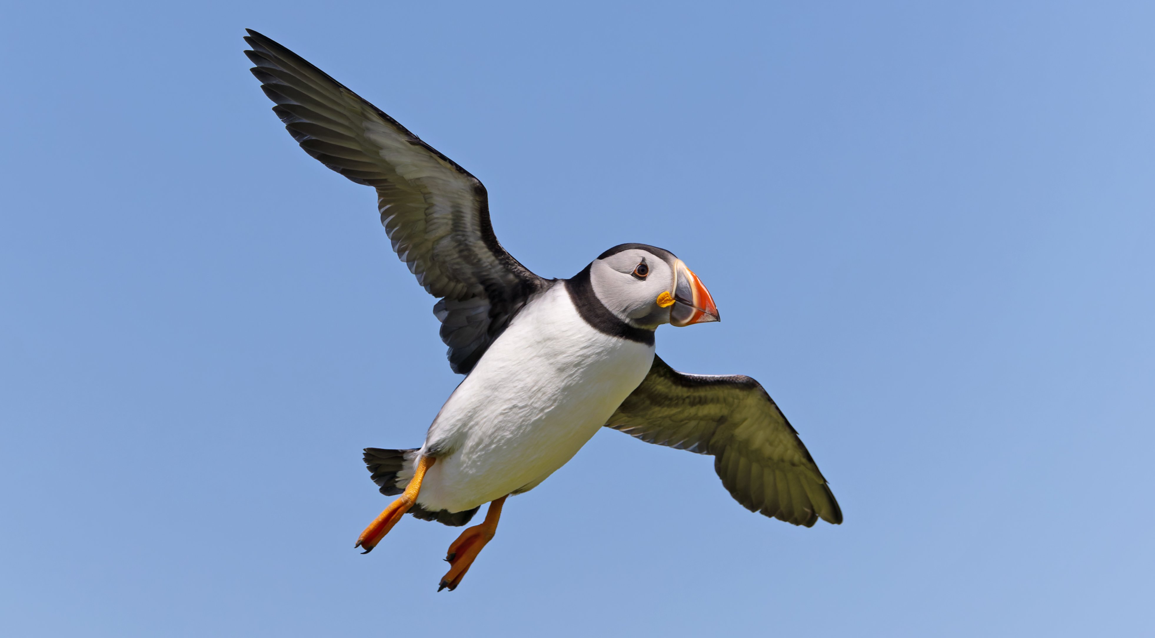 Puffin increases on Farne Islands - BirdGuides