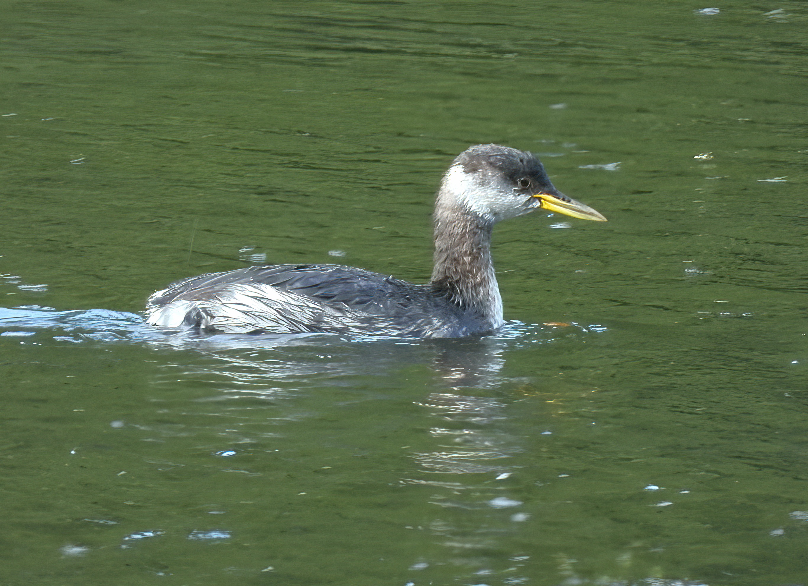 Red-necked grebe by Stephen Pogson - BirdGuides