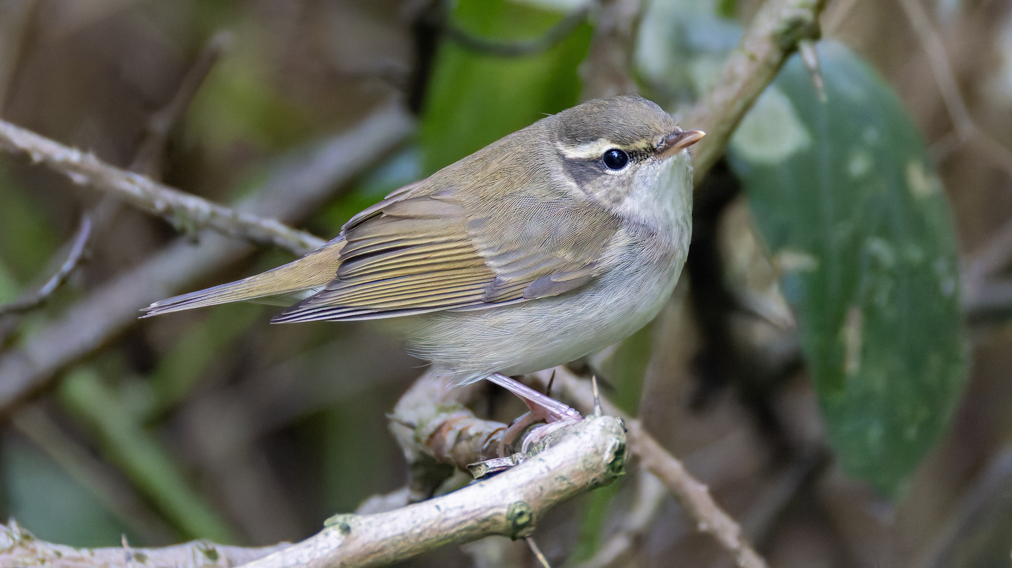 Pale-legged Leaf Warbler by Glyn Sellors - BirdGuides