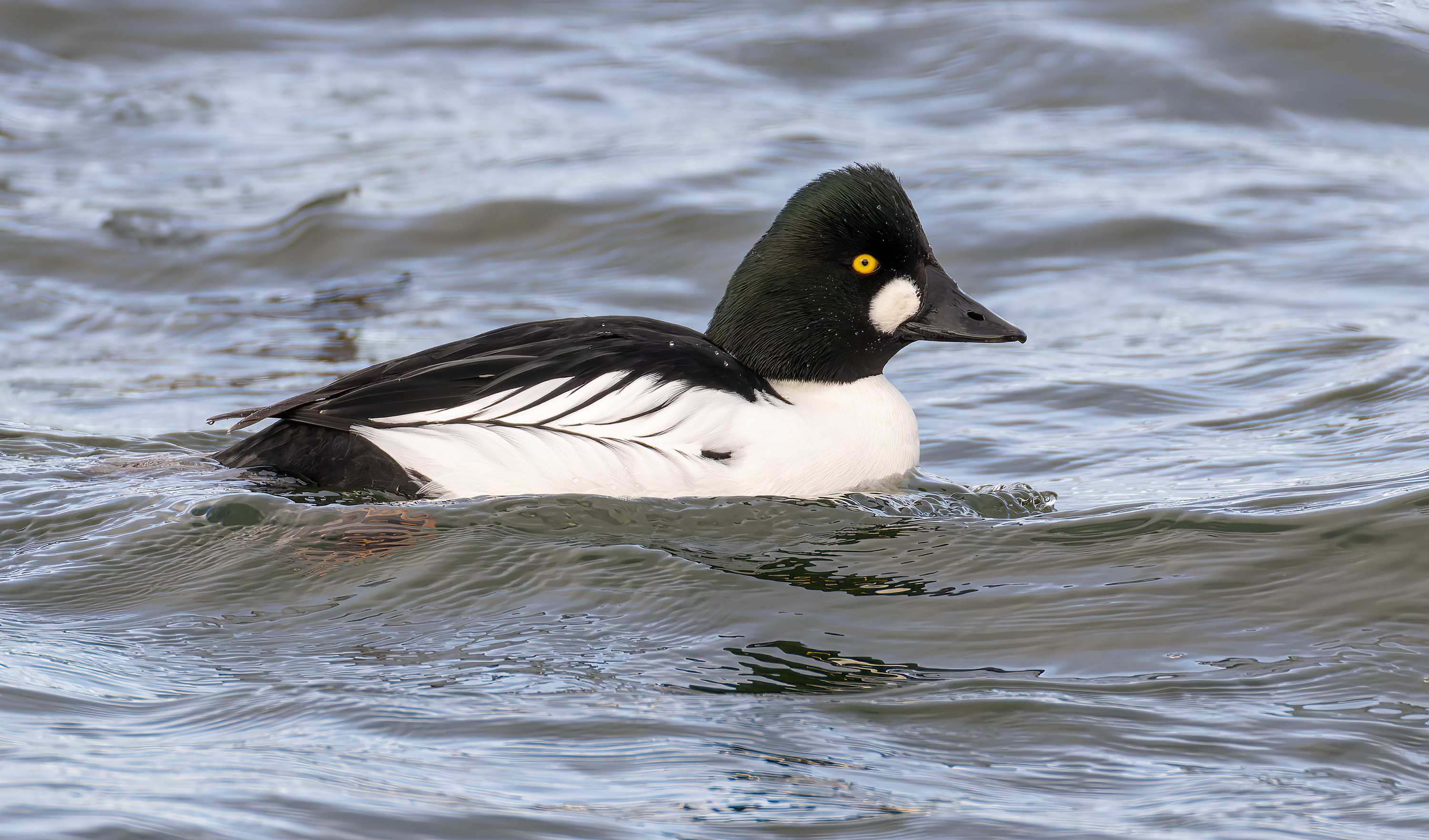 Common Goldeneye by GLYN SELLORS - BirdGuides