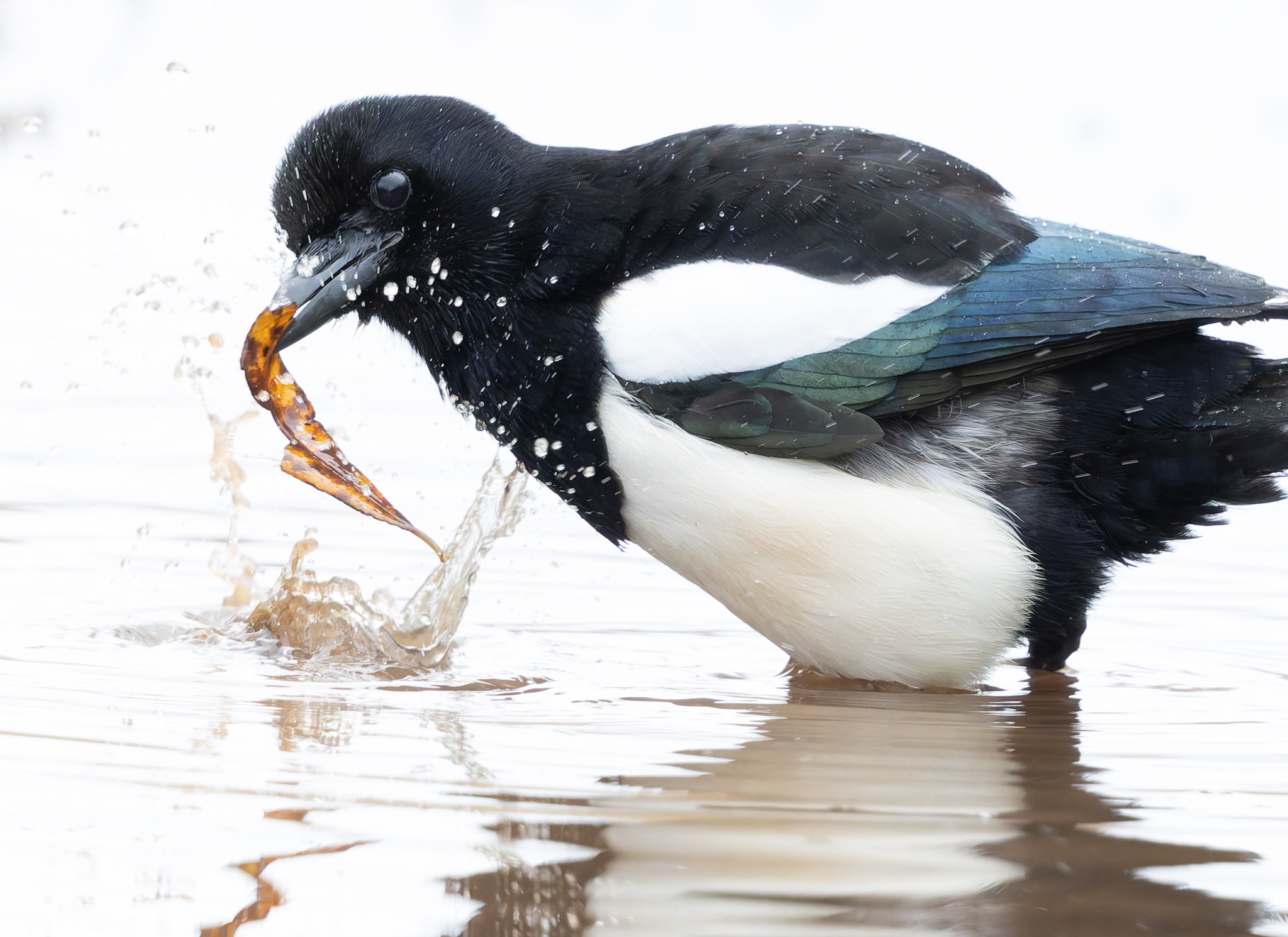 Magpie by Ian Wells - BirdGuides