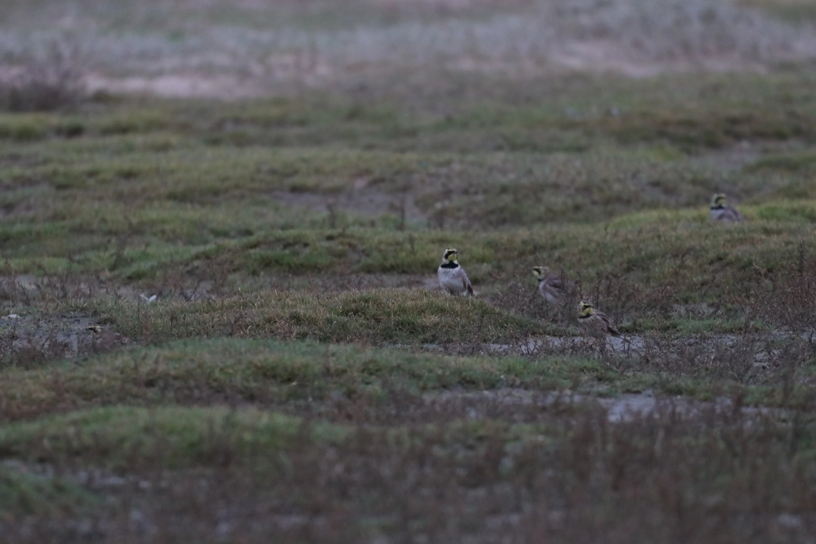 Sighting Report - BirdGuides