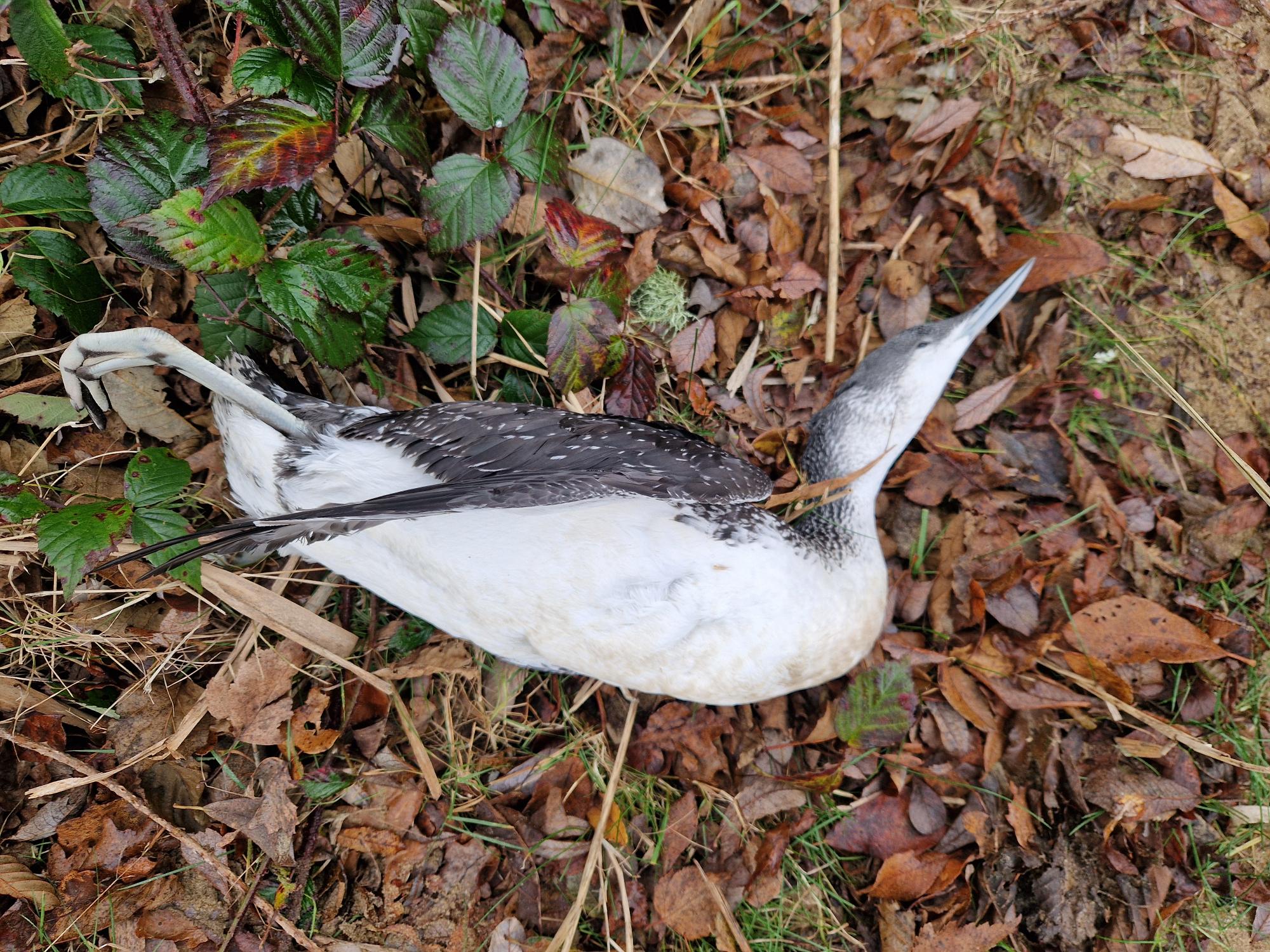 Red-throated Diver by Paul Boult - BirdGuides