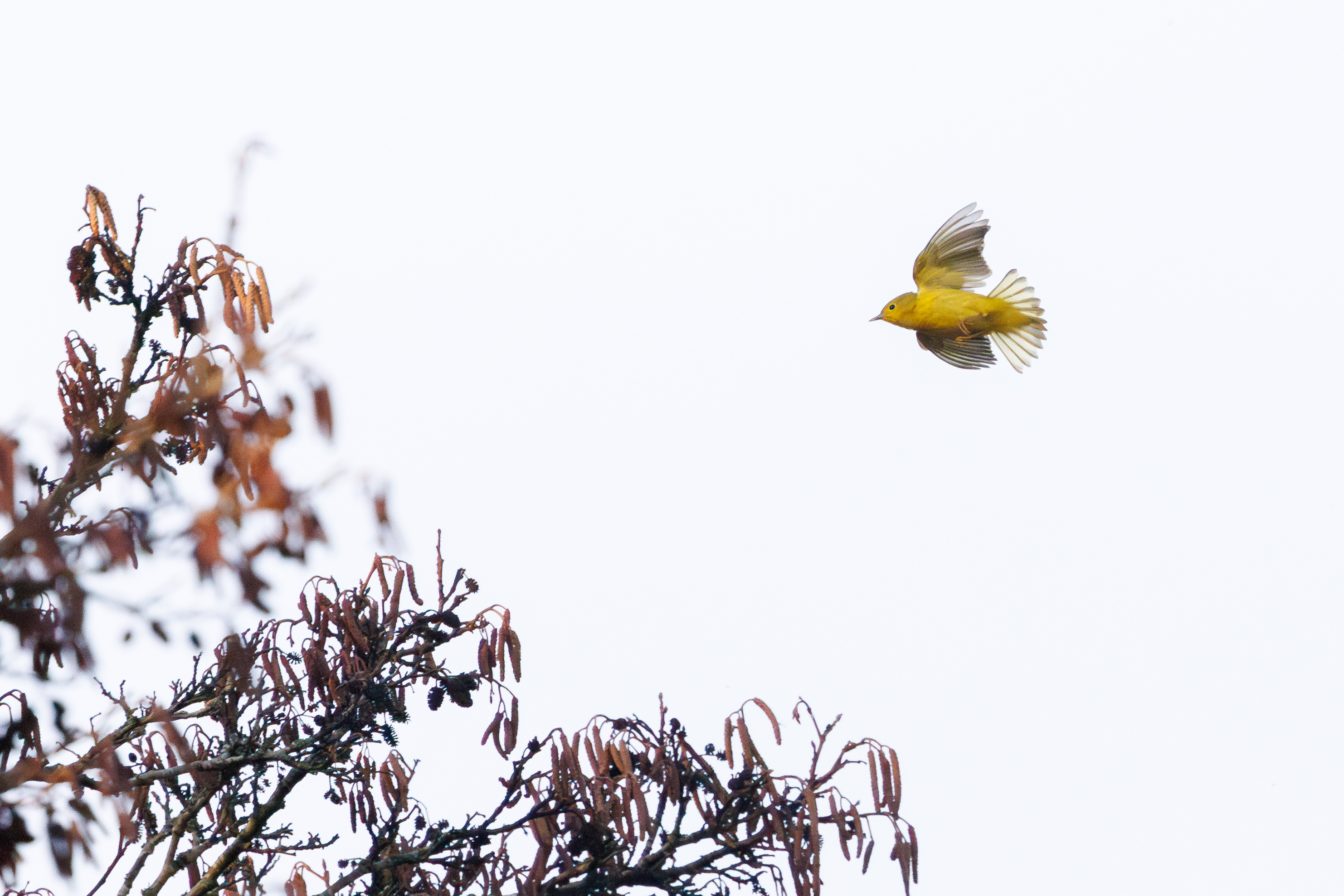 American Yellow Warbler by Henry Wyn-Jones - BirdGuides