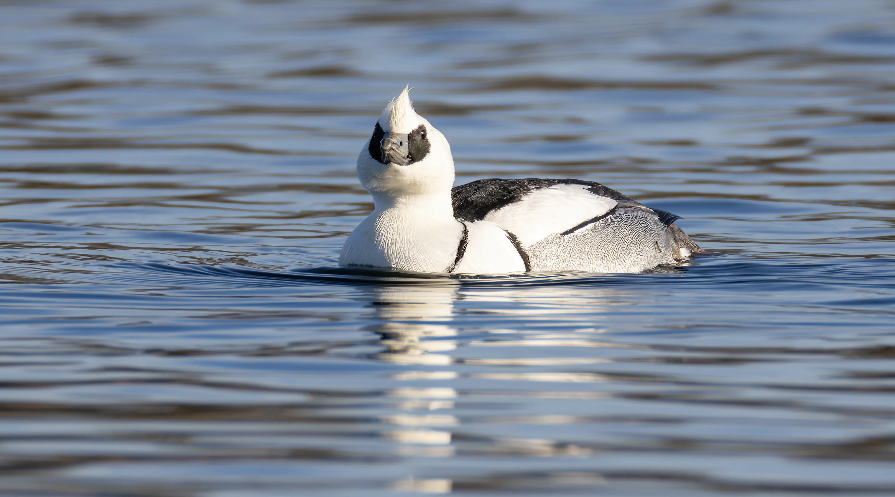 Sighting Report - BirdGuides