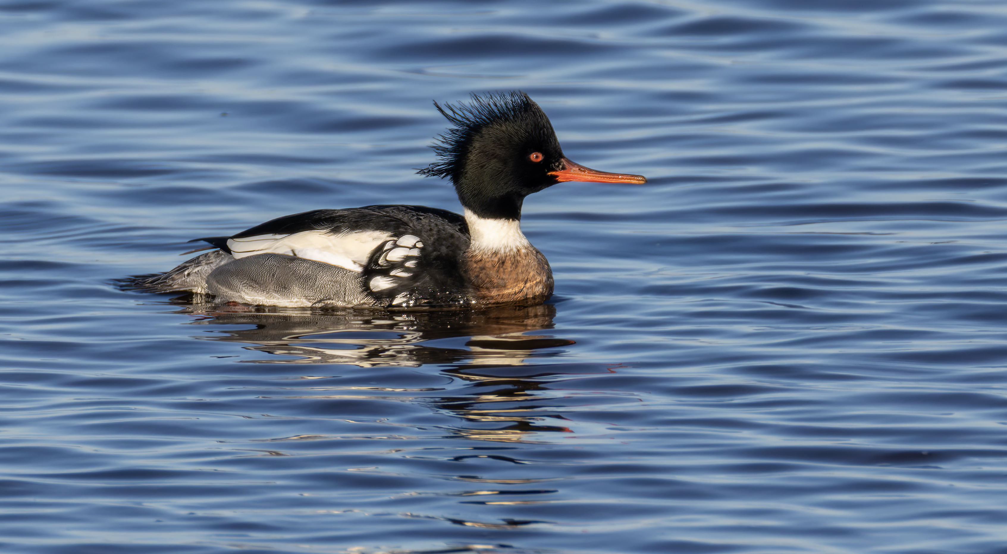 Cumbria Bird Club objects to floating solar farm plans - BirdGuides
