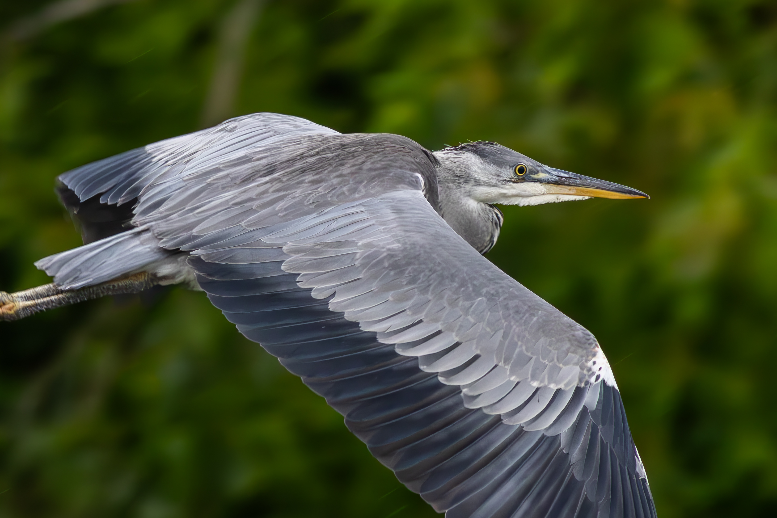 Grey Heron by Benji Stedman - BirdGuides