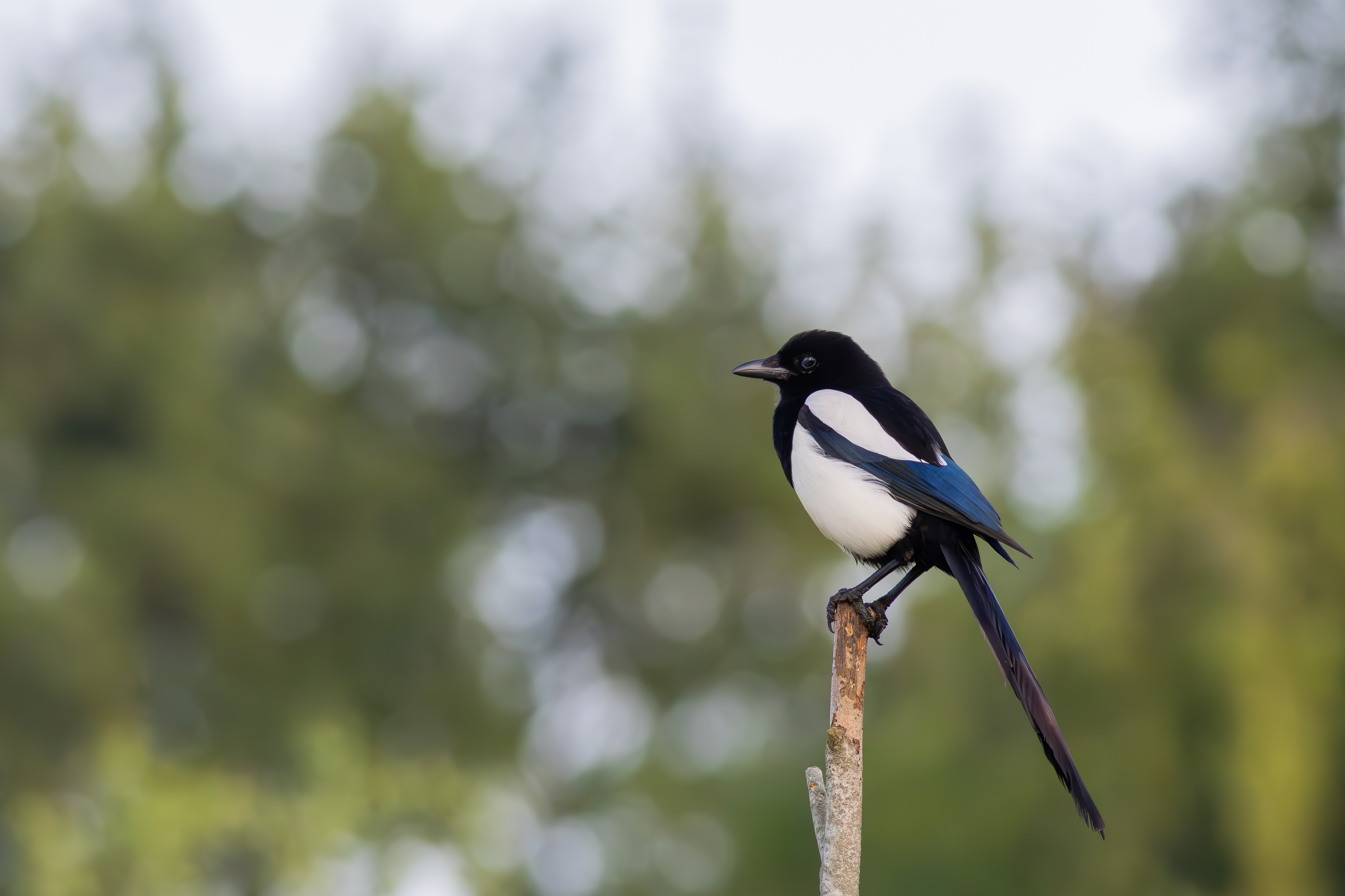 Magpie by Benji Stedman - BirdGuides