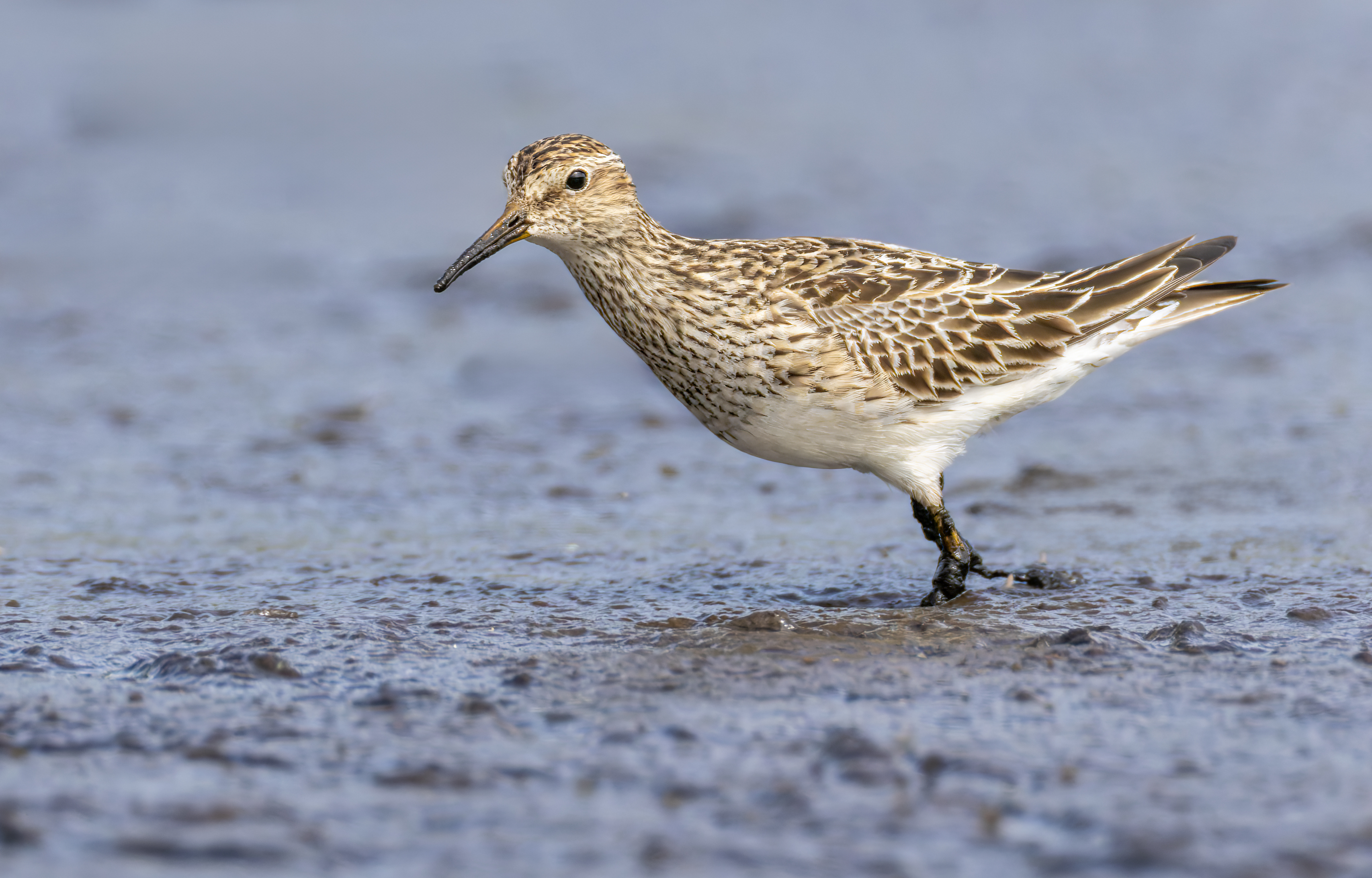 Pectoral Sandpiper by Glyn Sellors - BirdGuides