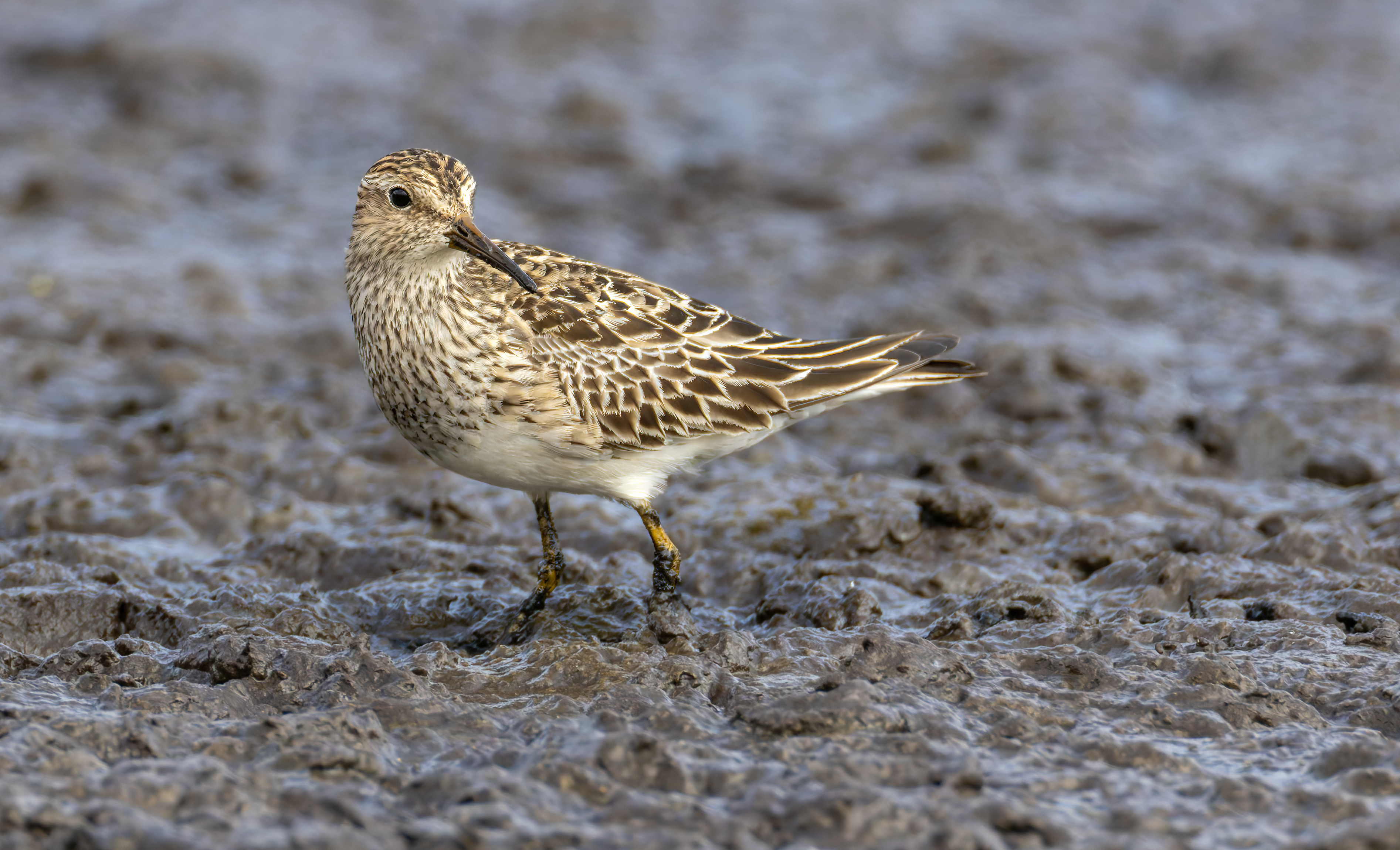 Pectoral Sandpiper by Glyn Sellors - BirdGuides