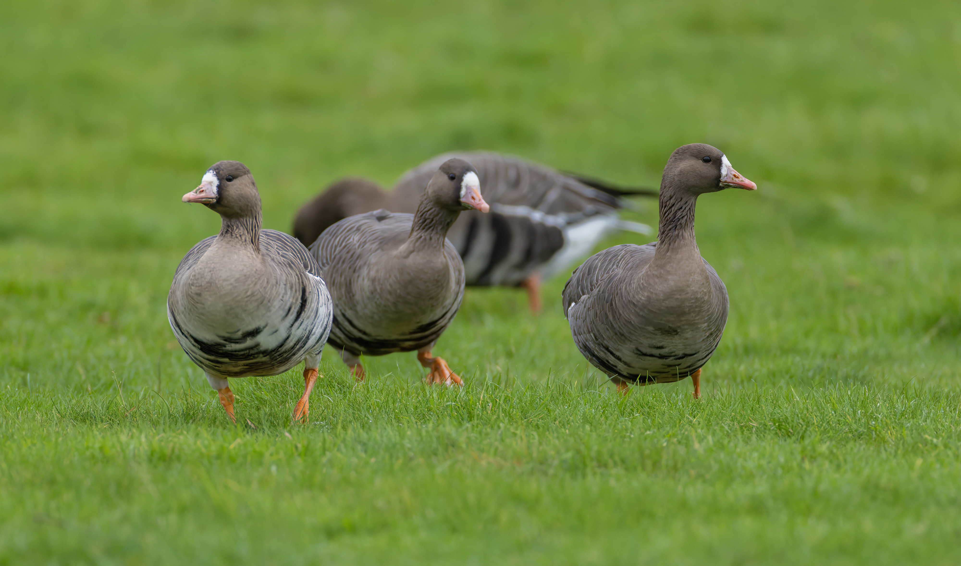 Russian White-fronted Goose by Glyn Sellors - BirdGuides