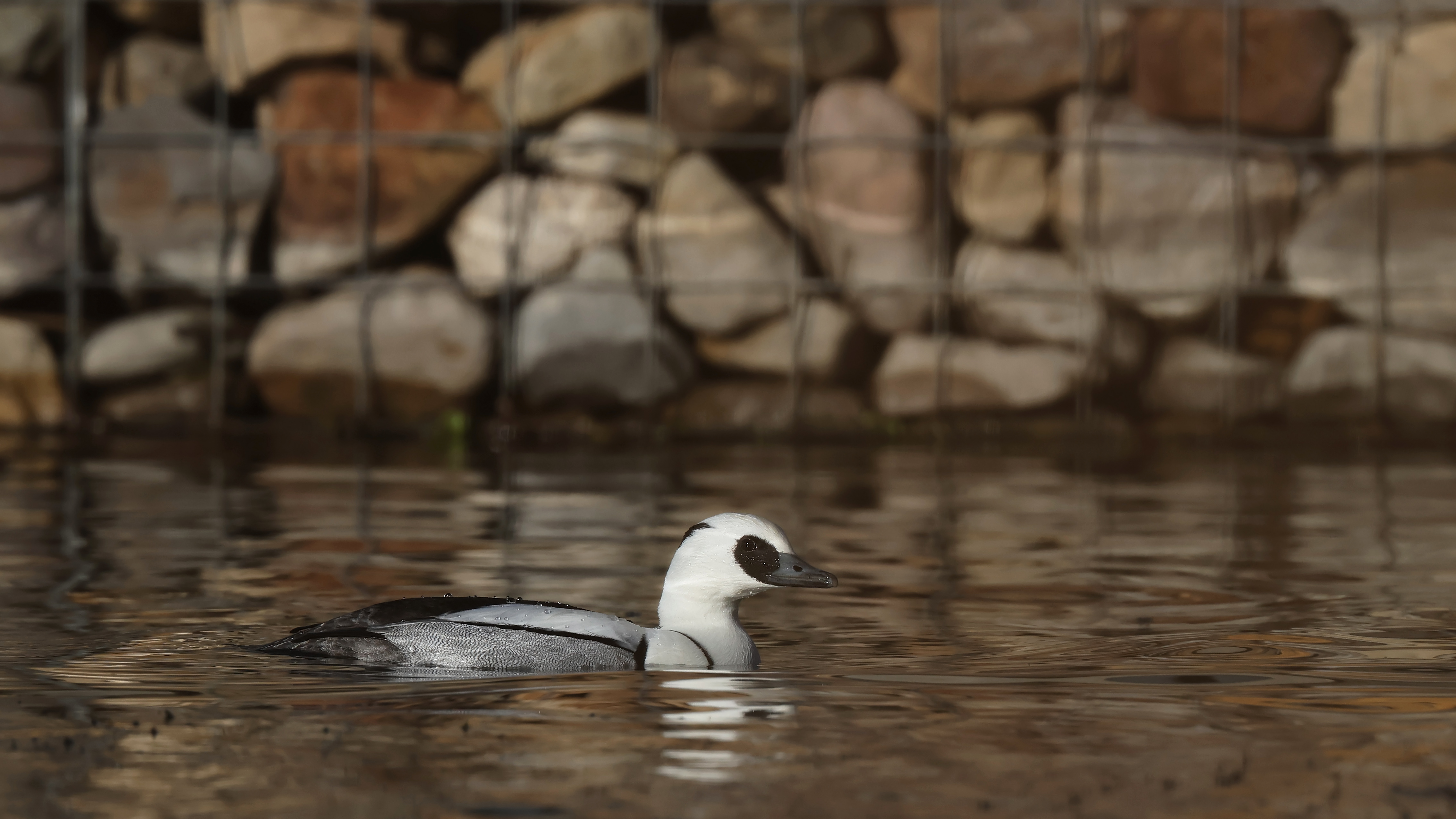 Smew by Paul Coombes - BirdGuides