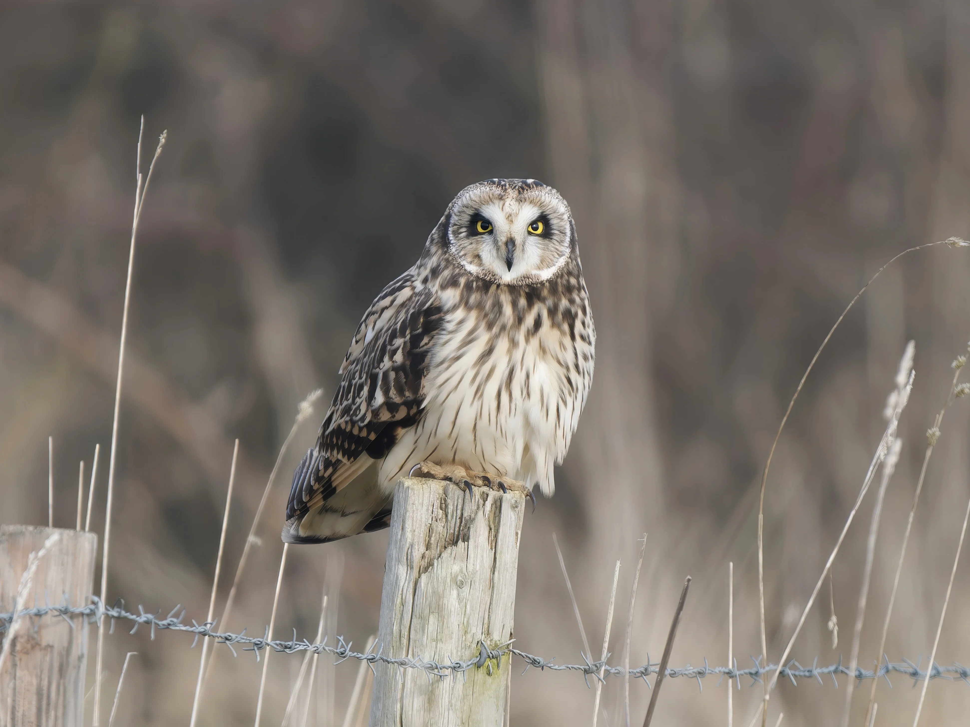 Sighting Report - BirdGuides