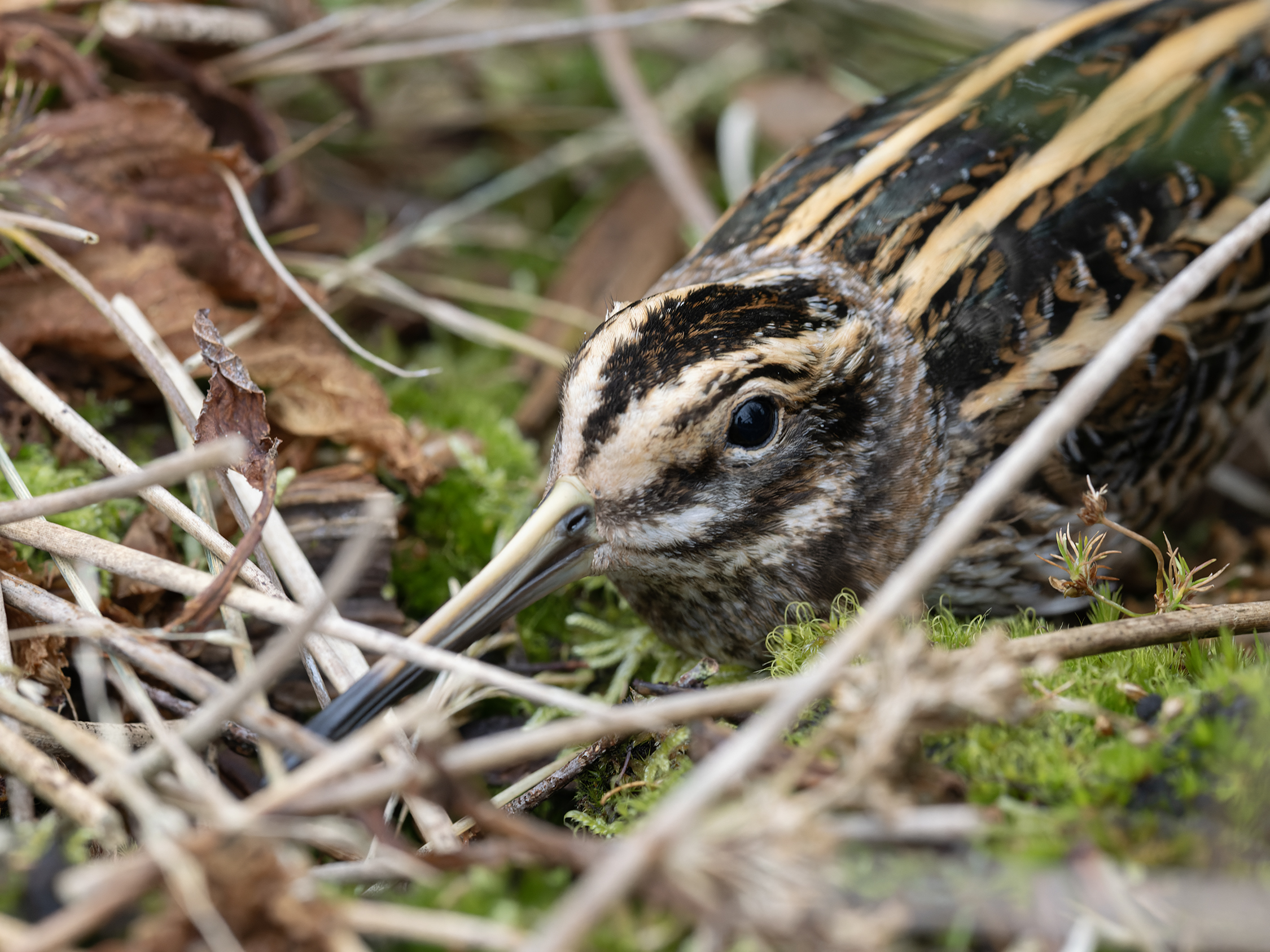 Jack Snipe by Charlie Fleming - BirdGuides