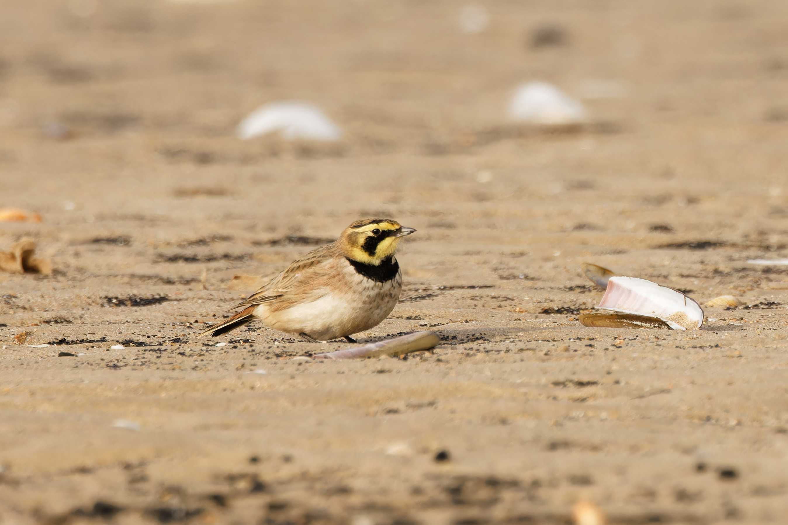 Shore Lark by Matthew Mellor - BirdGuides
