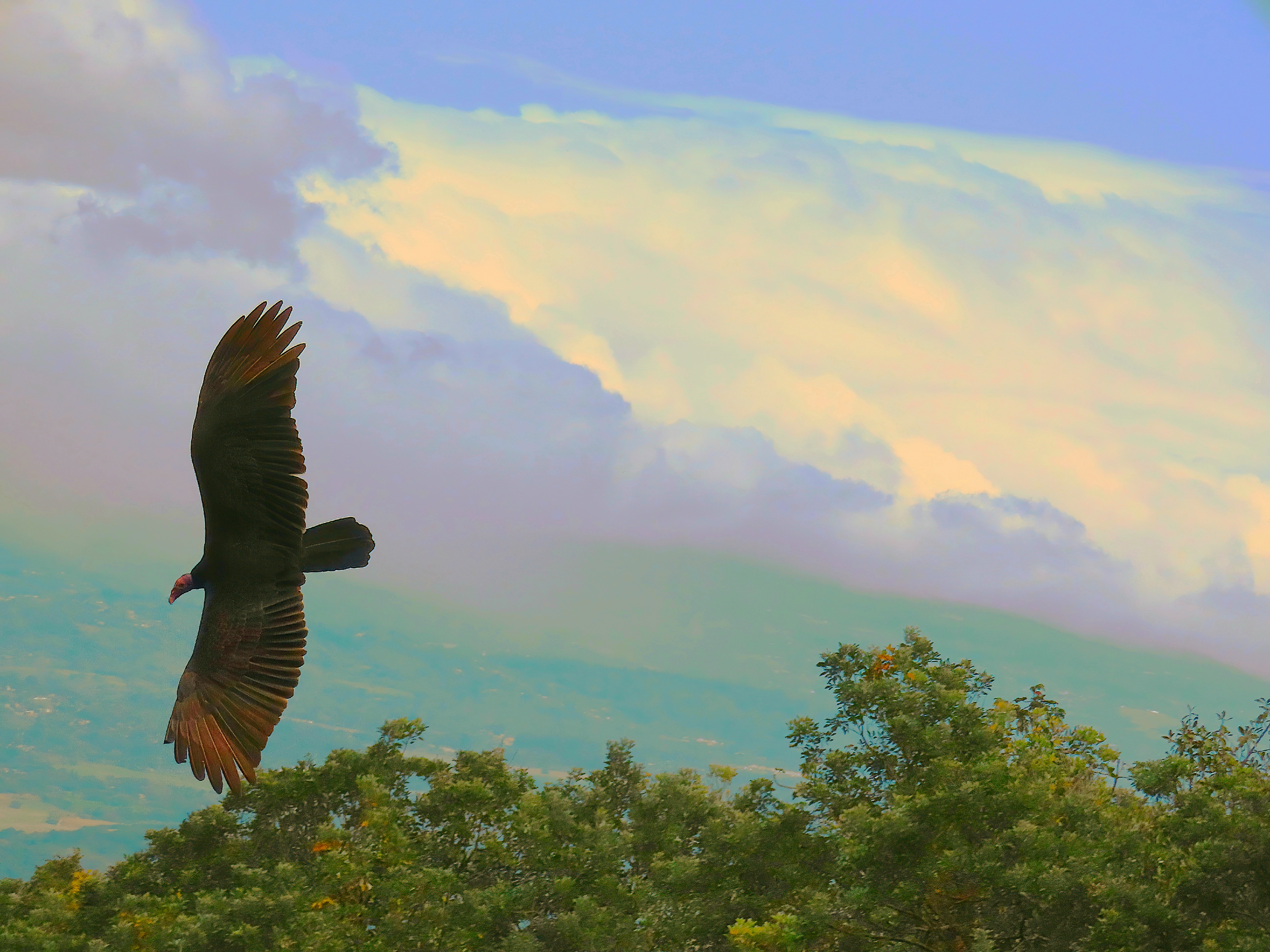 Turkey Vulture by Stephen Pogson - BirdGuides