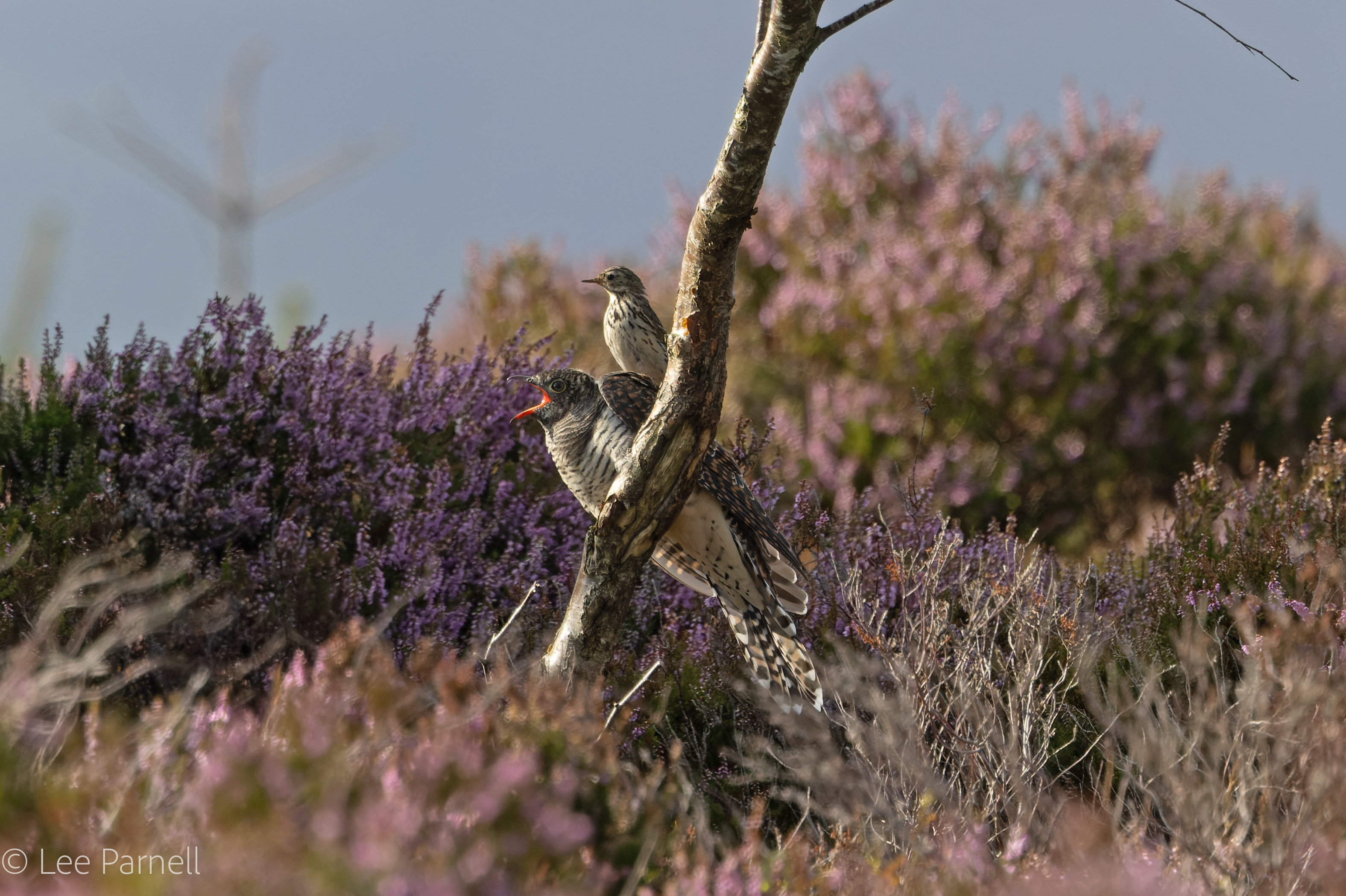 Common Cuckoo by Lee Parnell - BirdGuides
