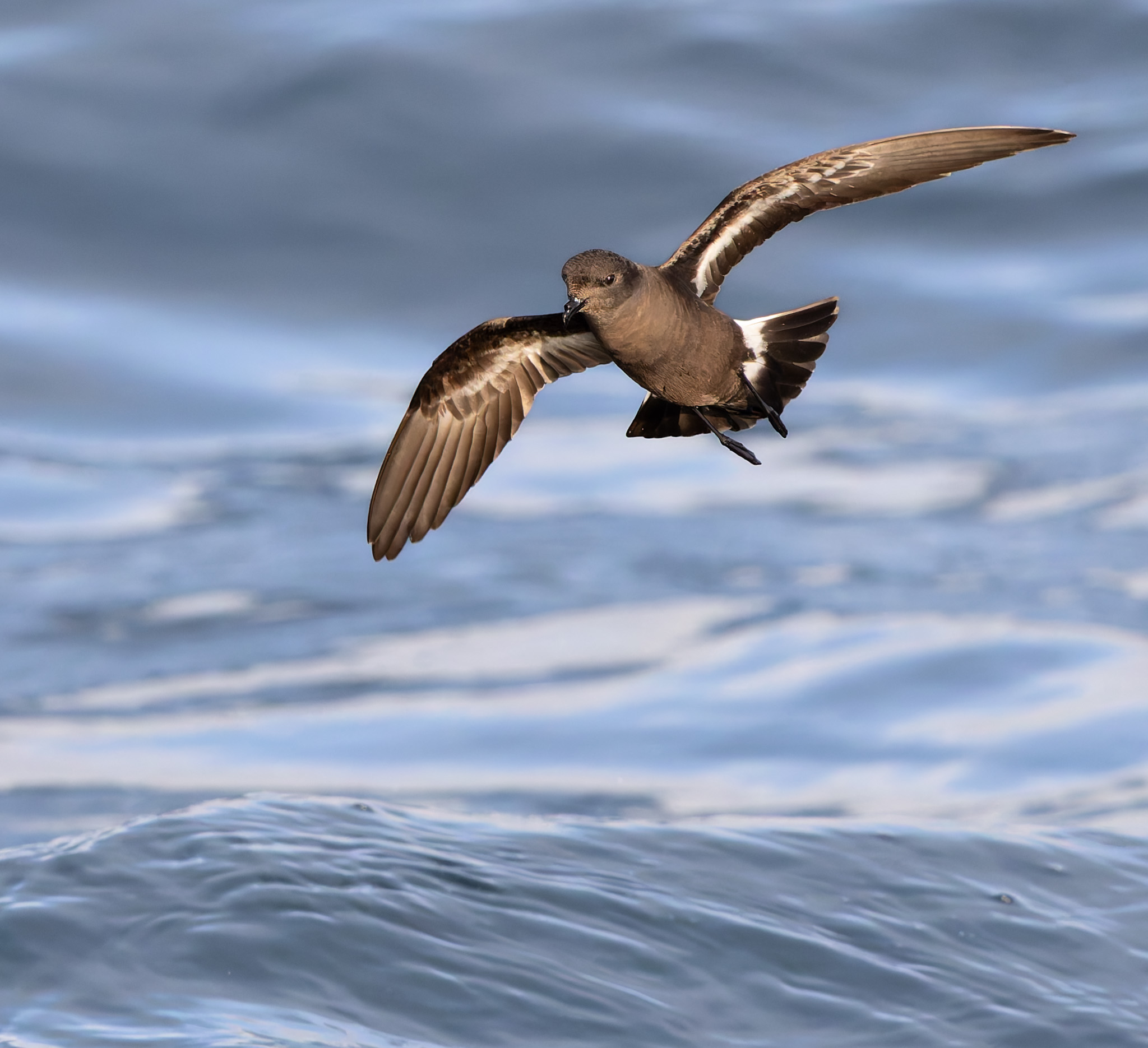 European Storm Petrel by Ian Wells - BirdGuides