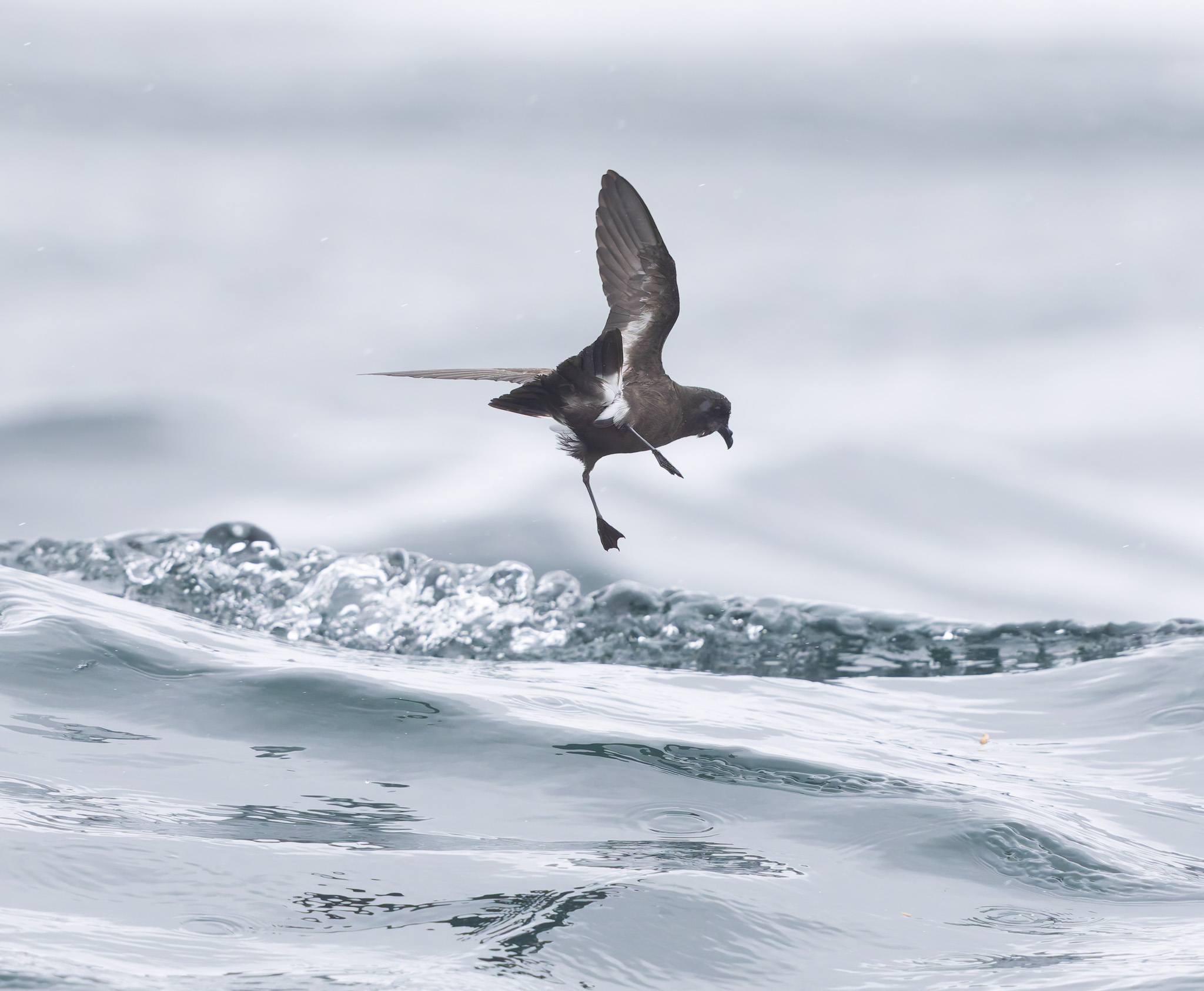 European Storm Petrel by Ian Wells - BirdGuides