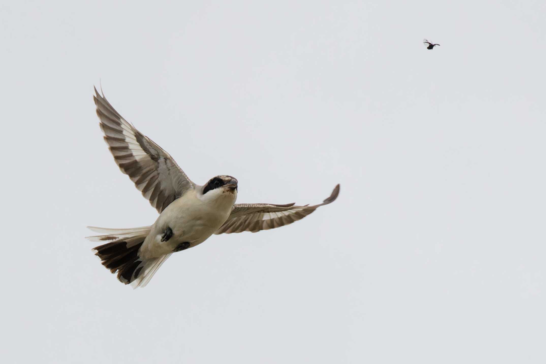 Lesser Grey Shrike by Matthew Mellor - BirdGuides