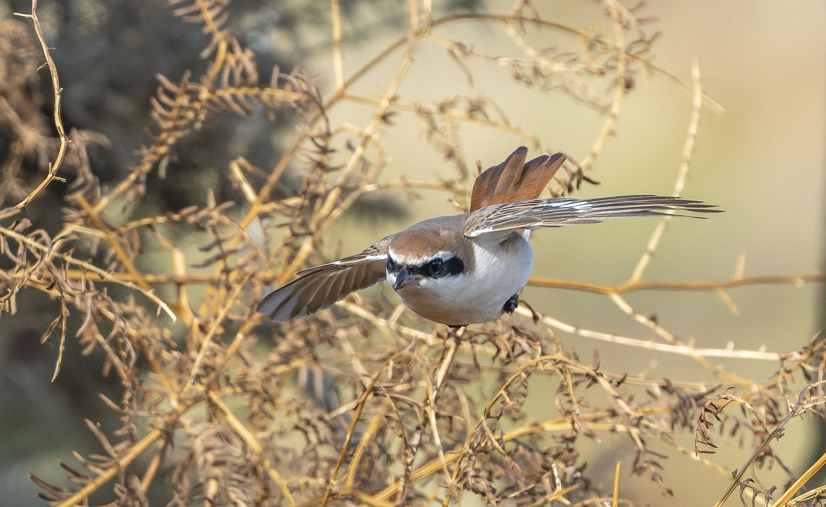 Red-tailed Shrike by Les Cater - BirdGuides