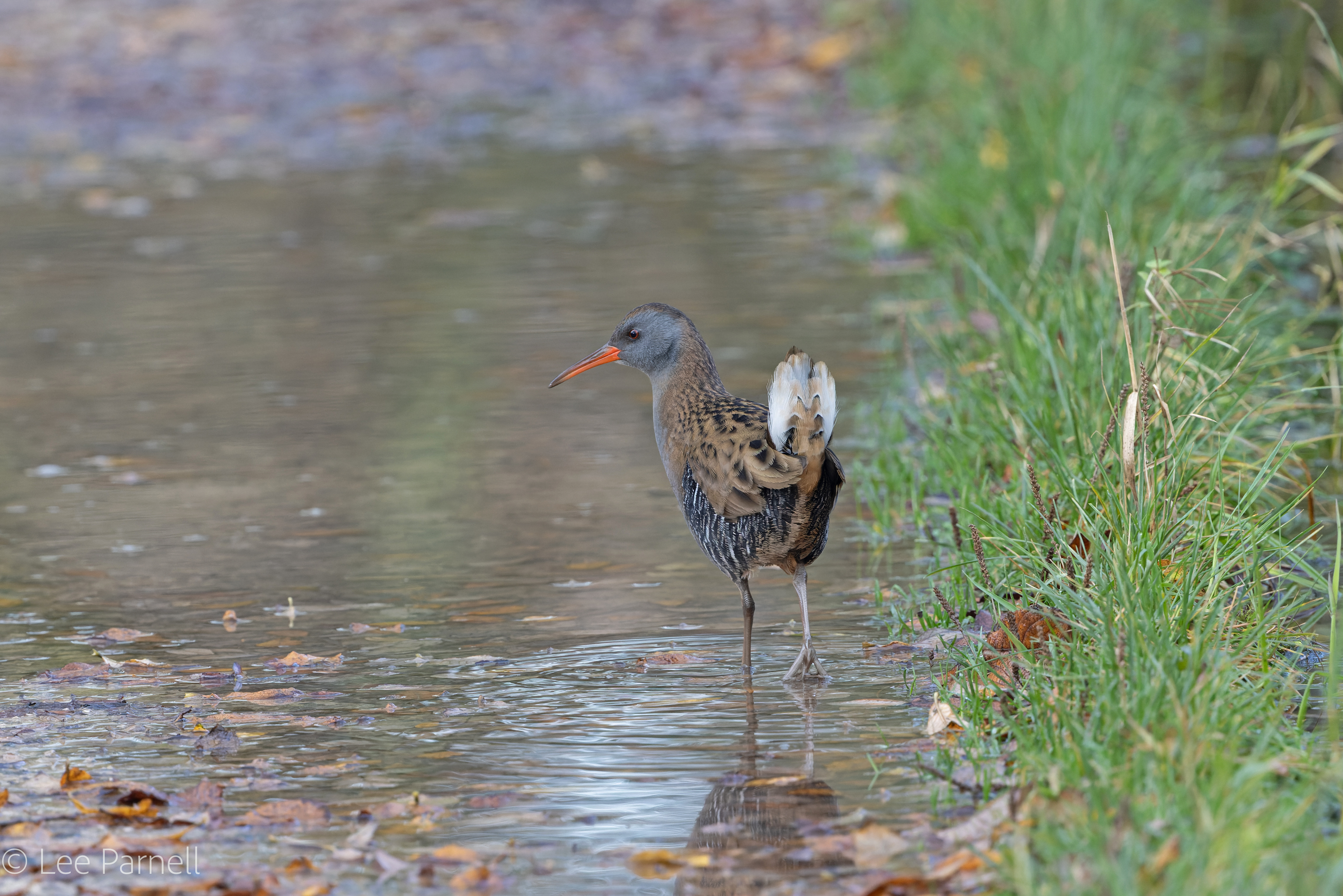 Water Rail by Lee Parnell - BirdGuides
