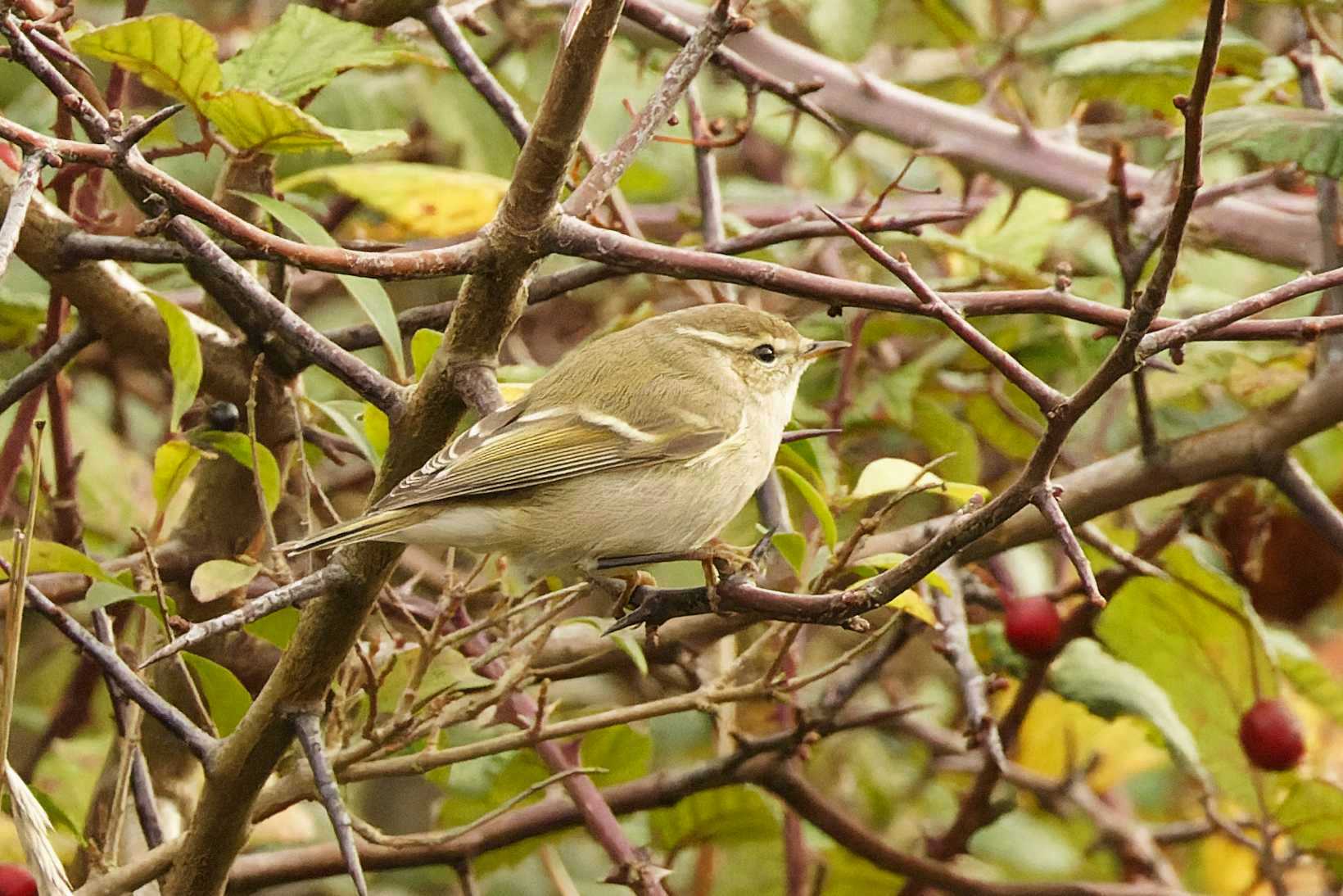 Hume's Leaf Warbler by Matthew Mellor - BirdGuides