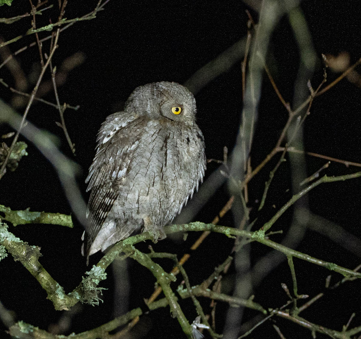 Eurasian Scops Owl by Mark Hipkin - BirdGuides